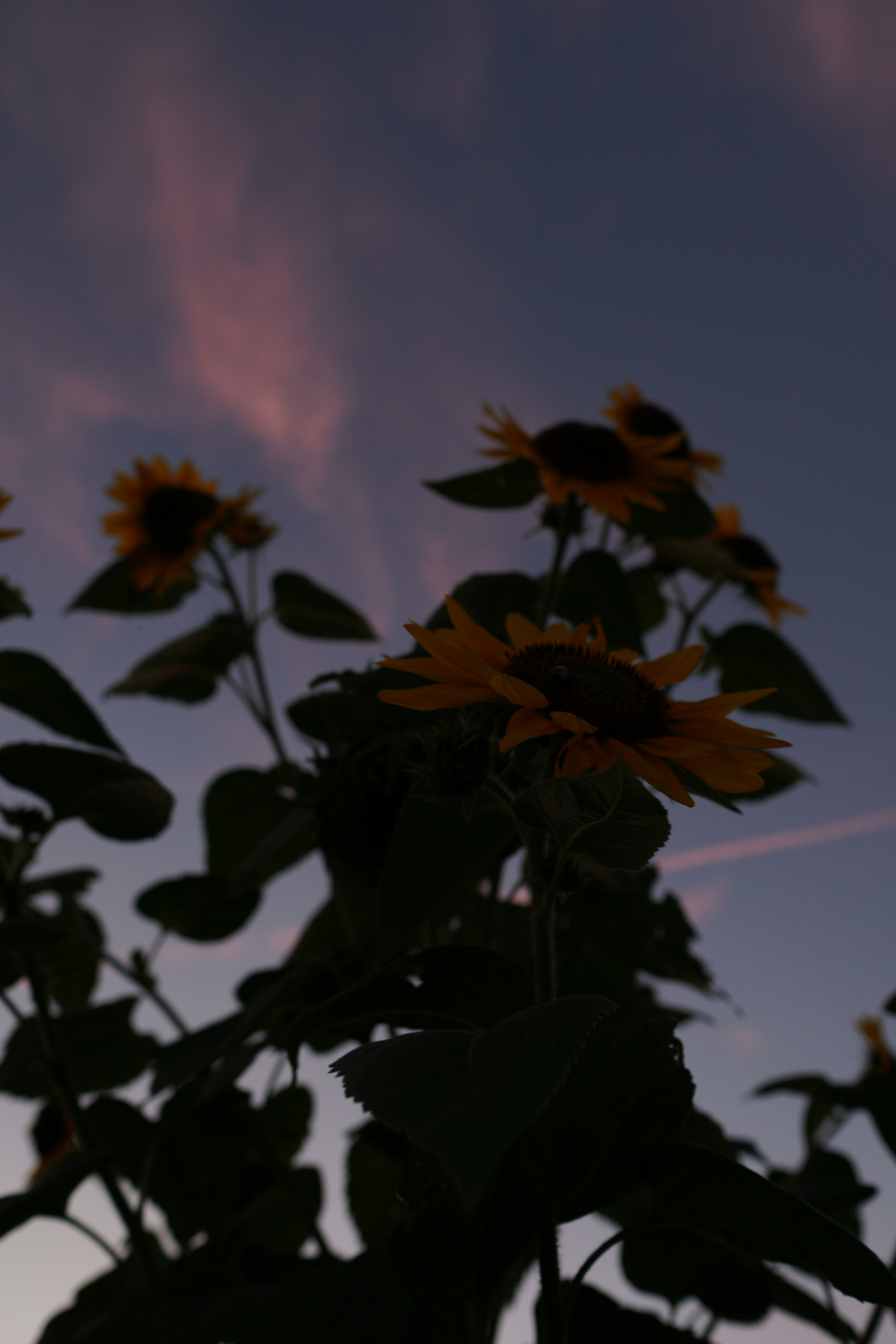 Photo by Theo Laflamme with Sony Alpha 6400