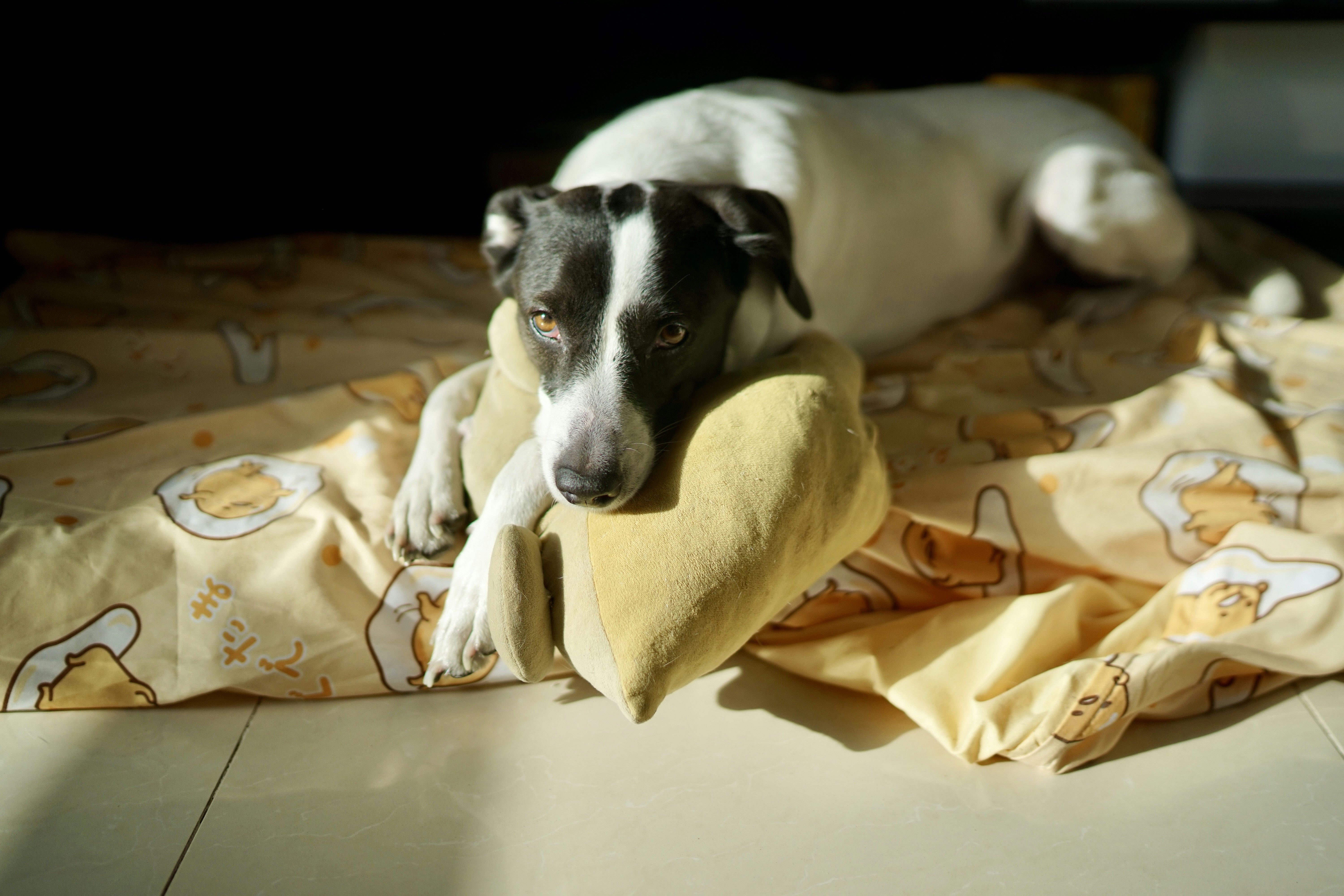 Photo by Daisy D with Sony Alpha 7