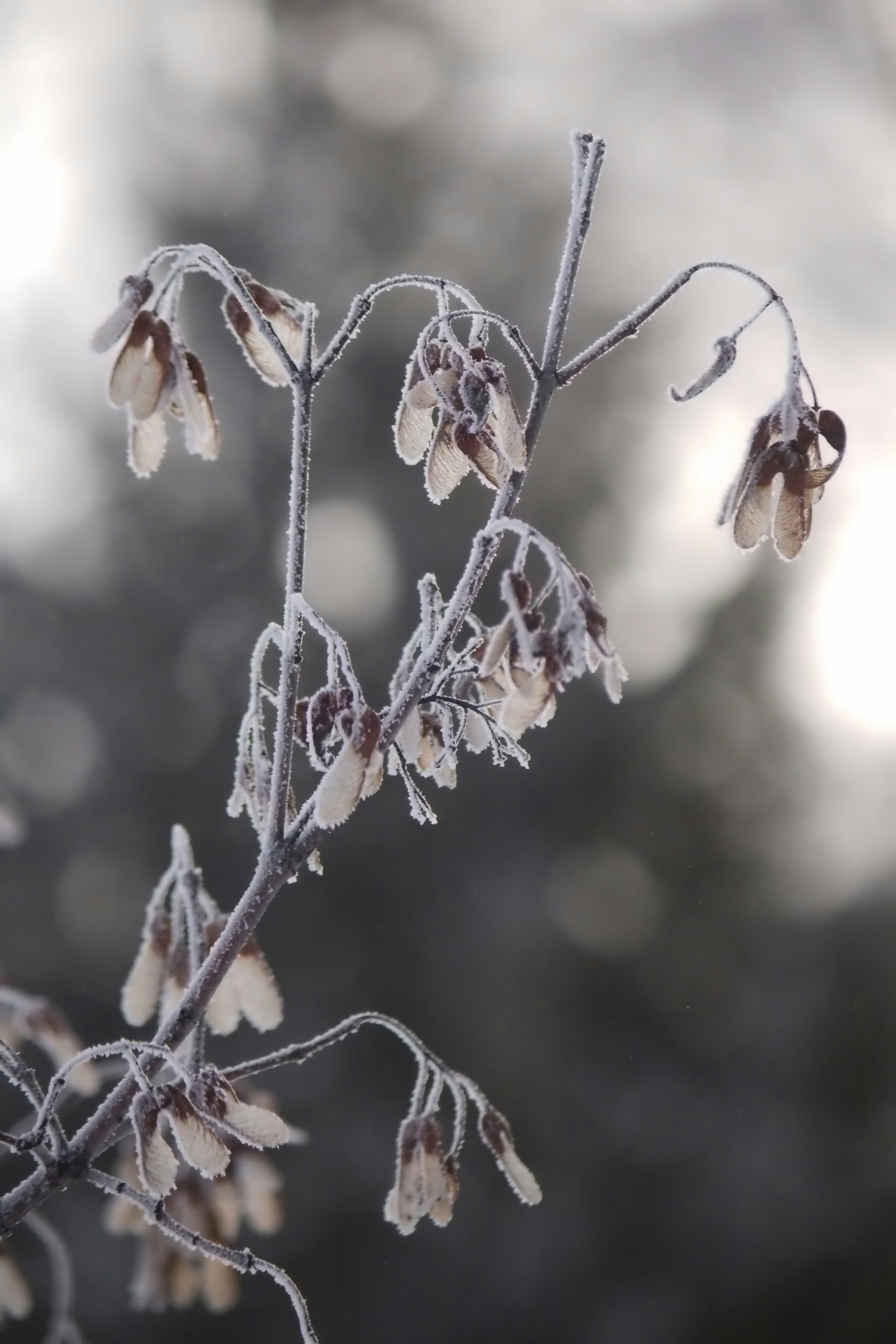 Photo by Danielle-Claude Bélanger with Canon EOS 750D