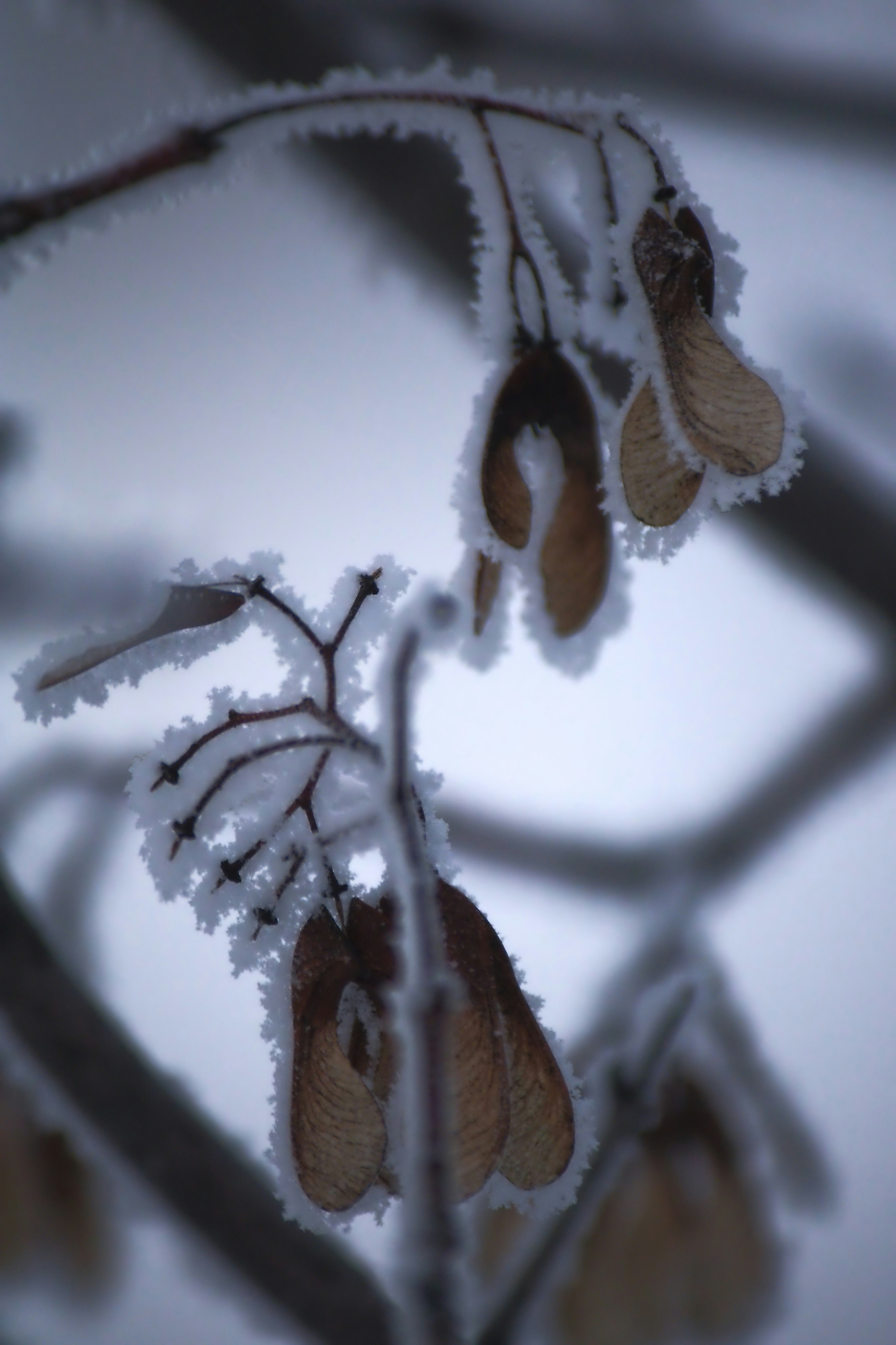 Frosted Seeds on Frozen Twilight Branches