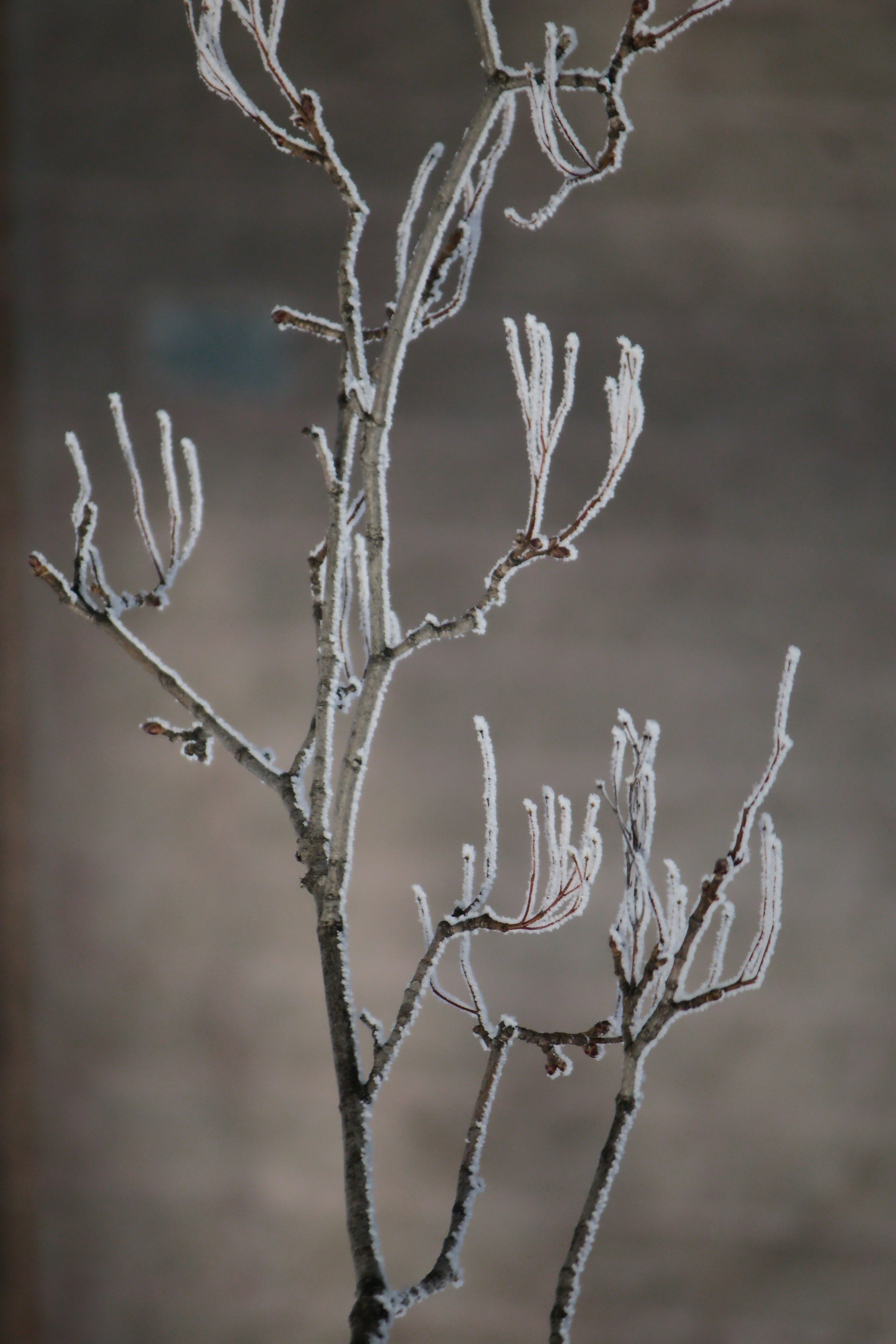 Frosted Branches: Winter Silence in Frosted Light
