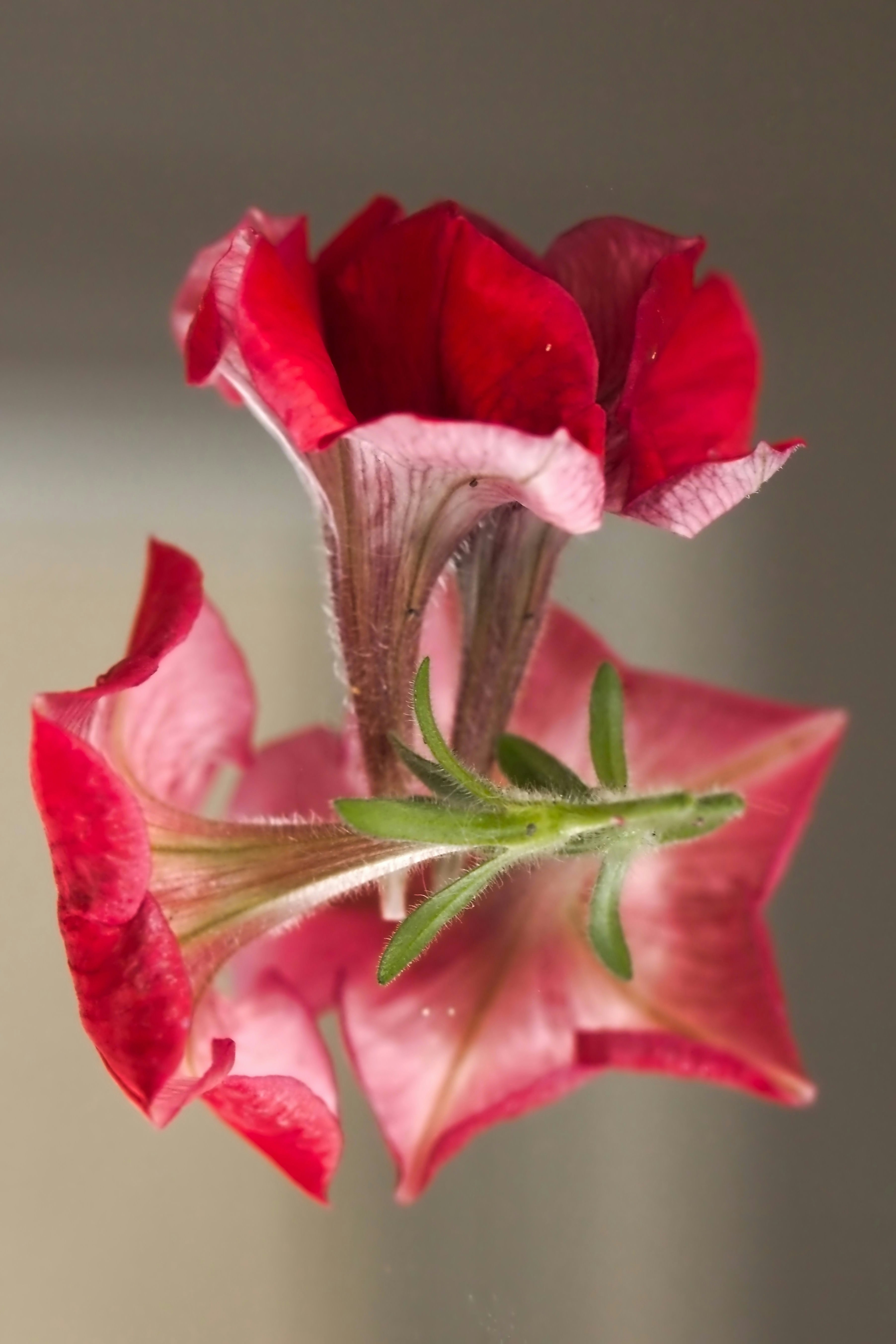 Crimson Bloom: A Petal Portrait in Soft Focus