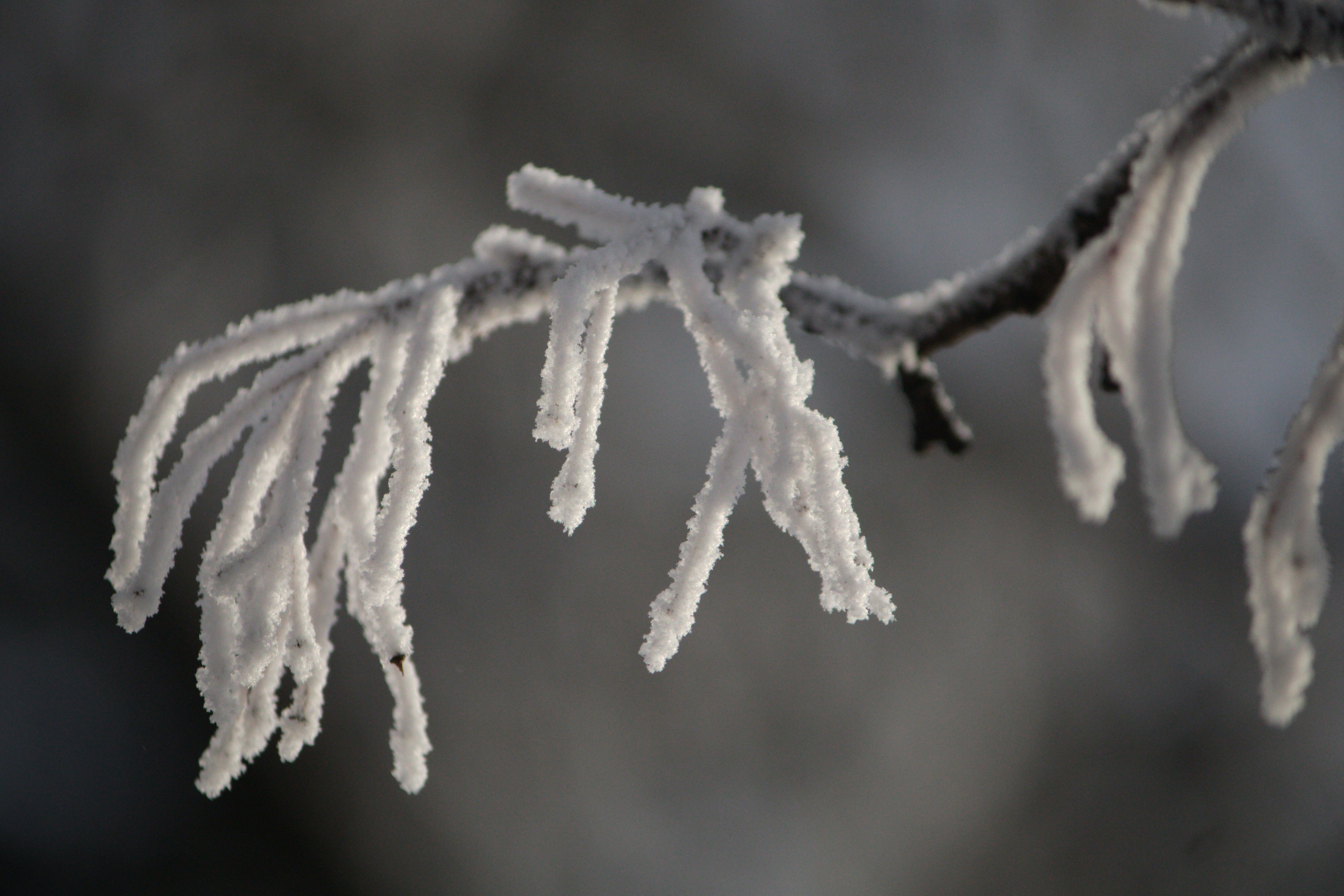 Frosted Whispers: Ice-Crystal Fingers on a Winter Branch