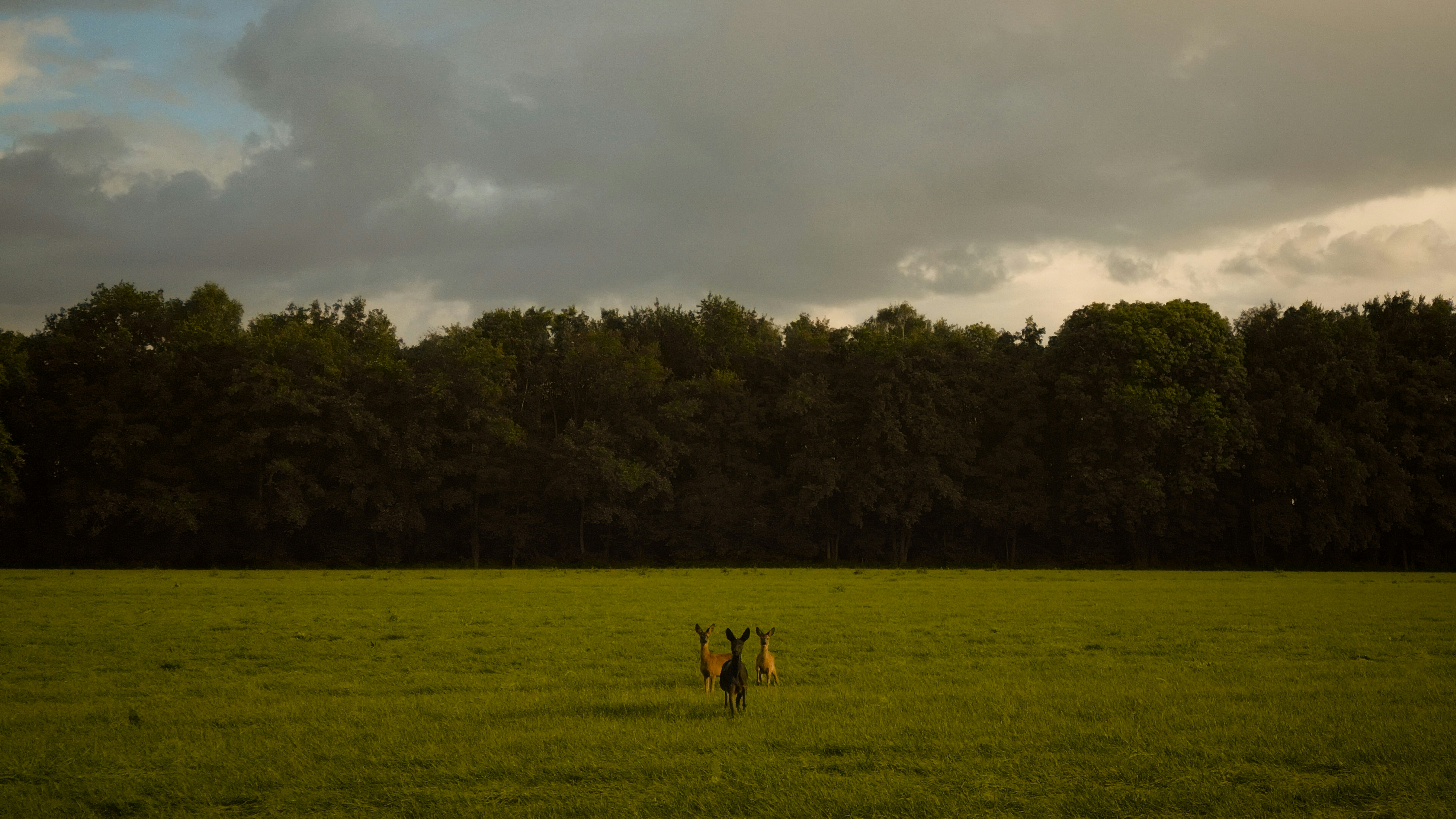 Lonely Fields: Two Figures at the Edge of the Meadow