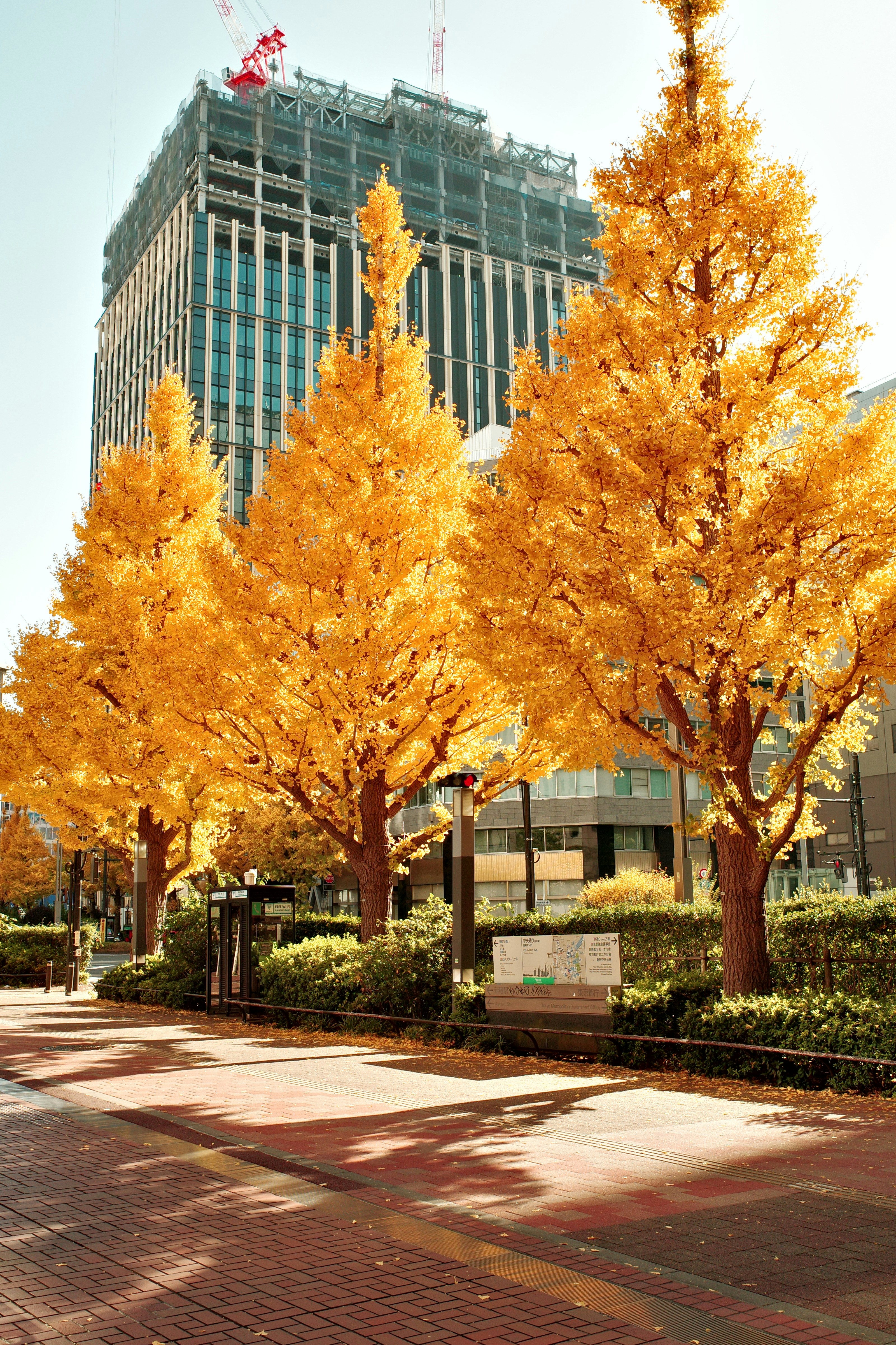 Goldlined Avenue: Autumn Trees Frame a Modern Tower