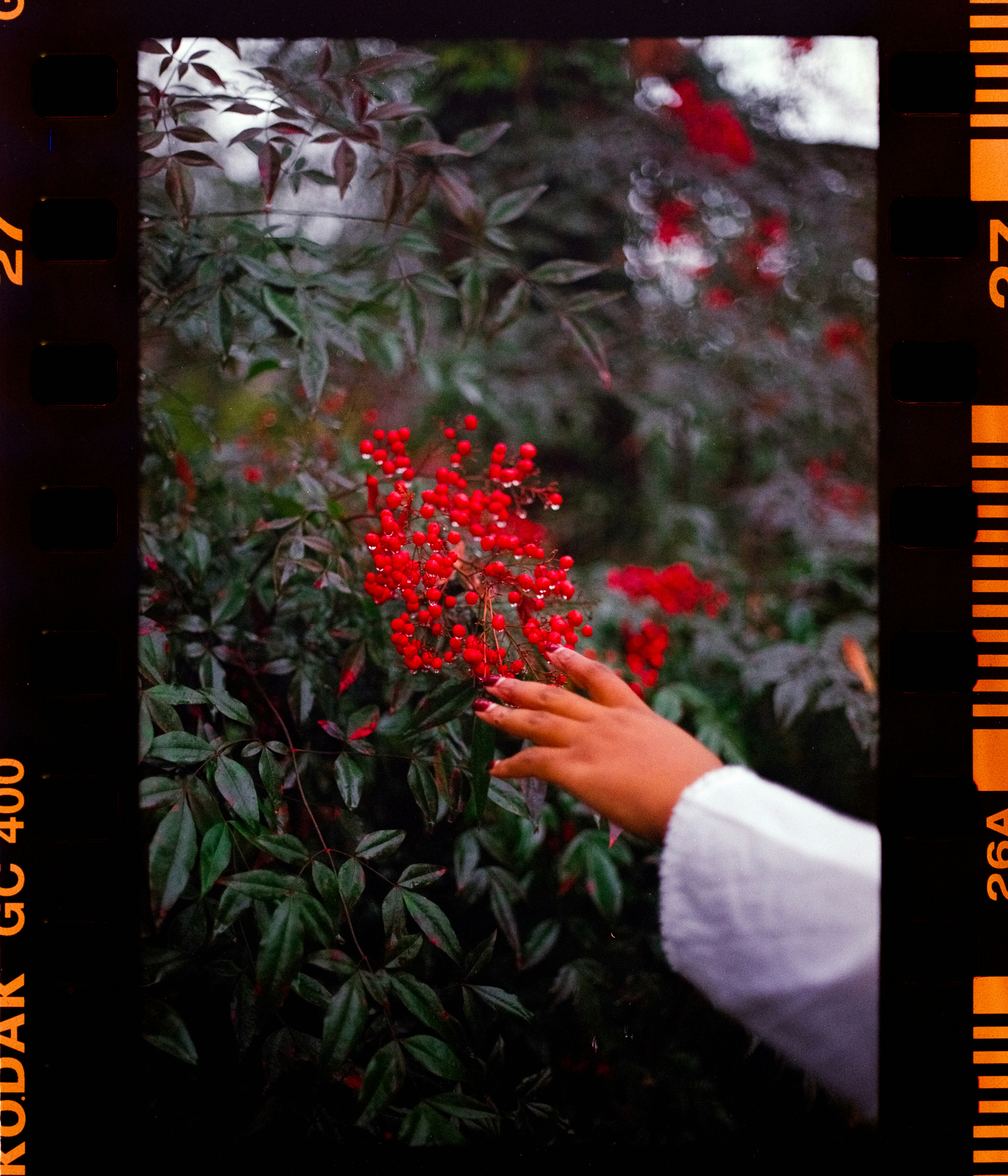Red Berries and Gentle Hand in a Verdant Moment