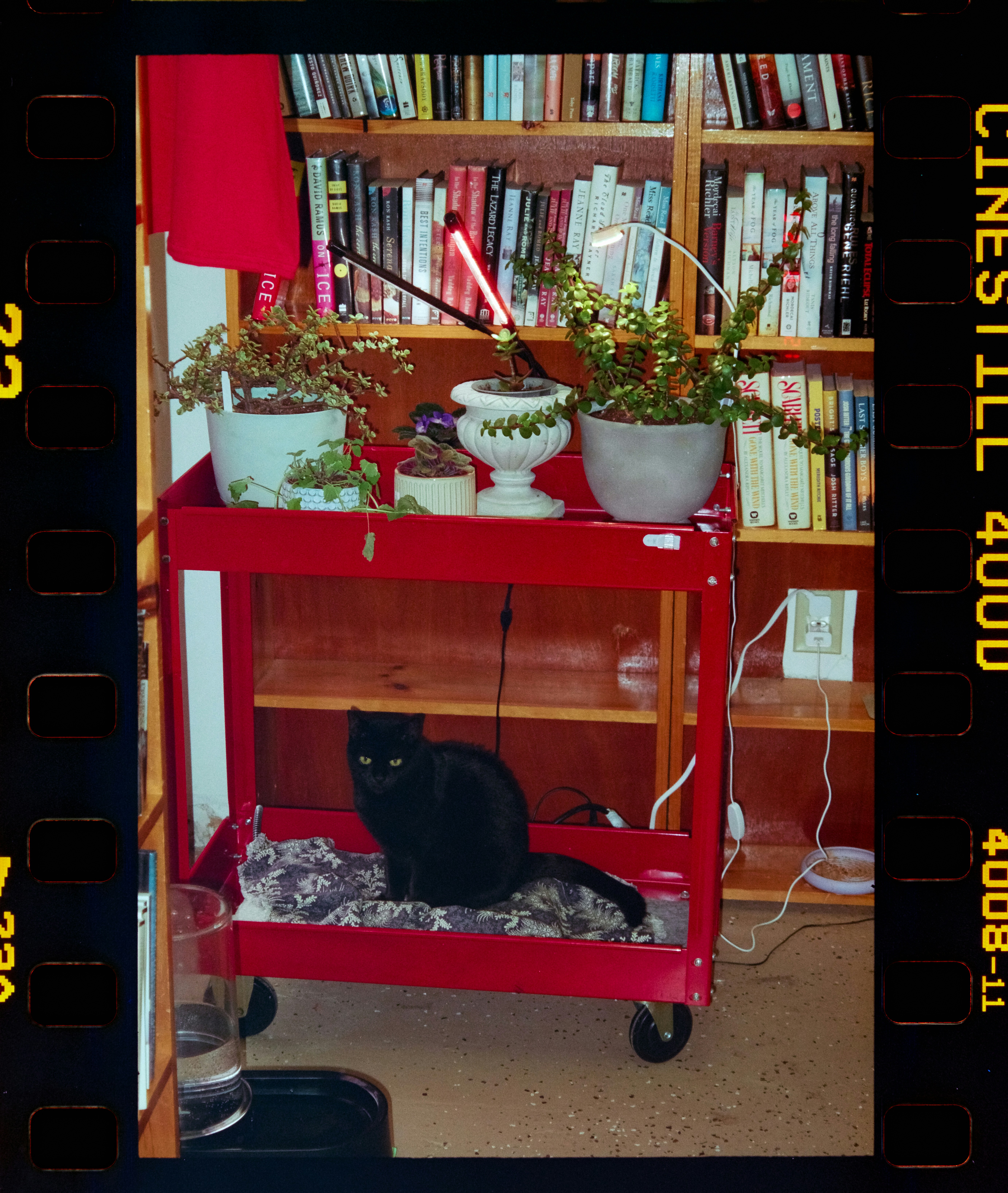Red Cart Botanicals and a Quiet Black Cat