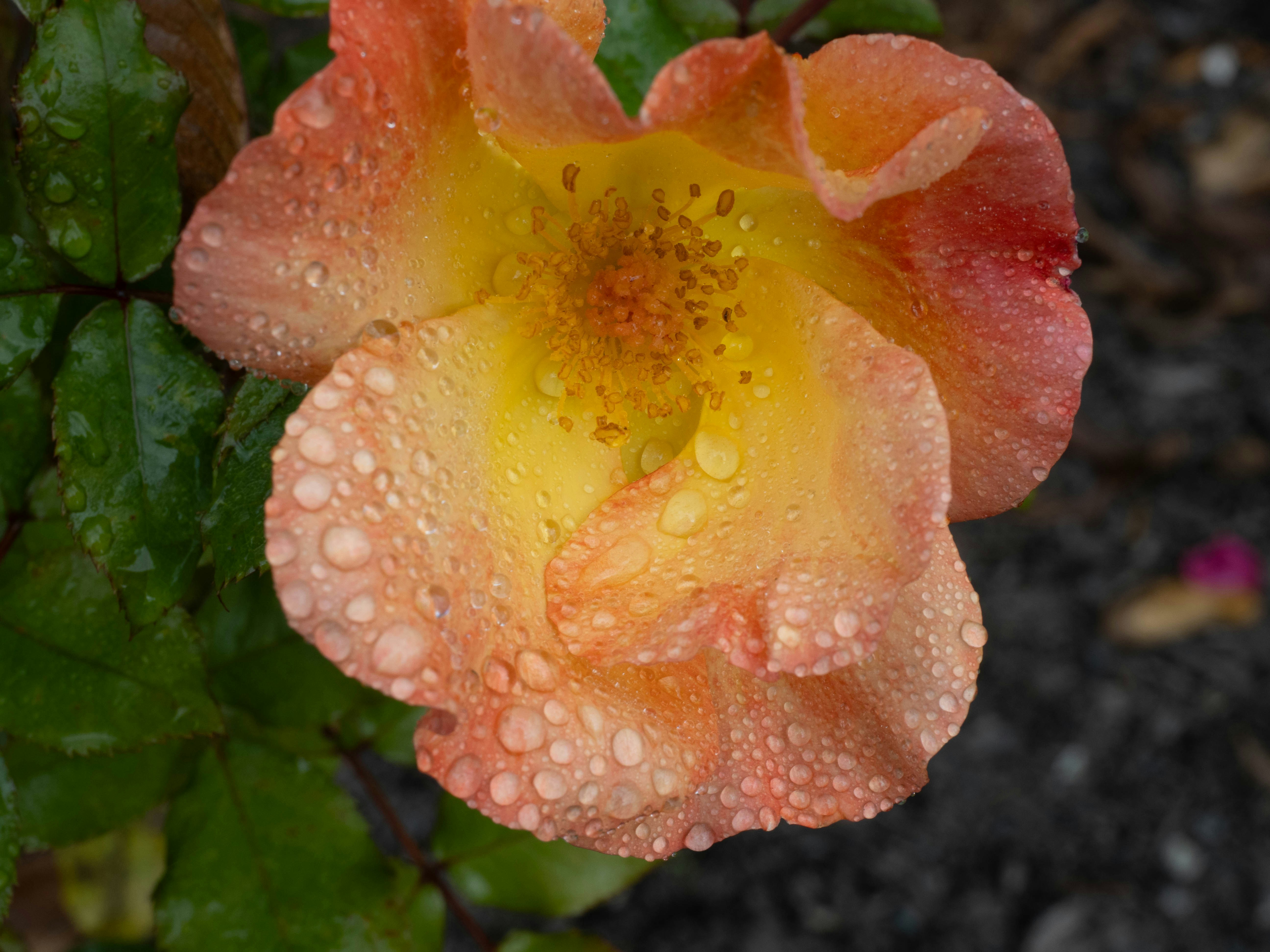 Watercolor Rose Beads: a dewy blossom in soft light