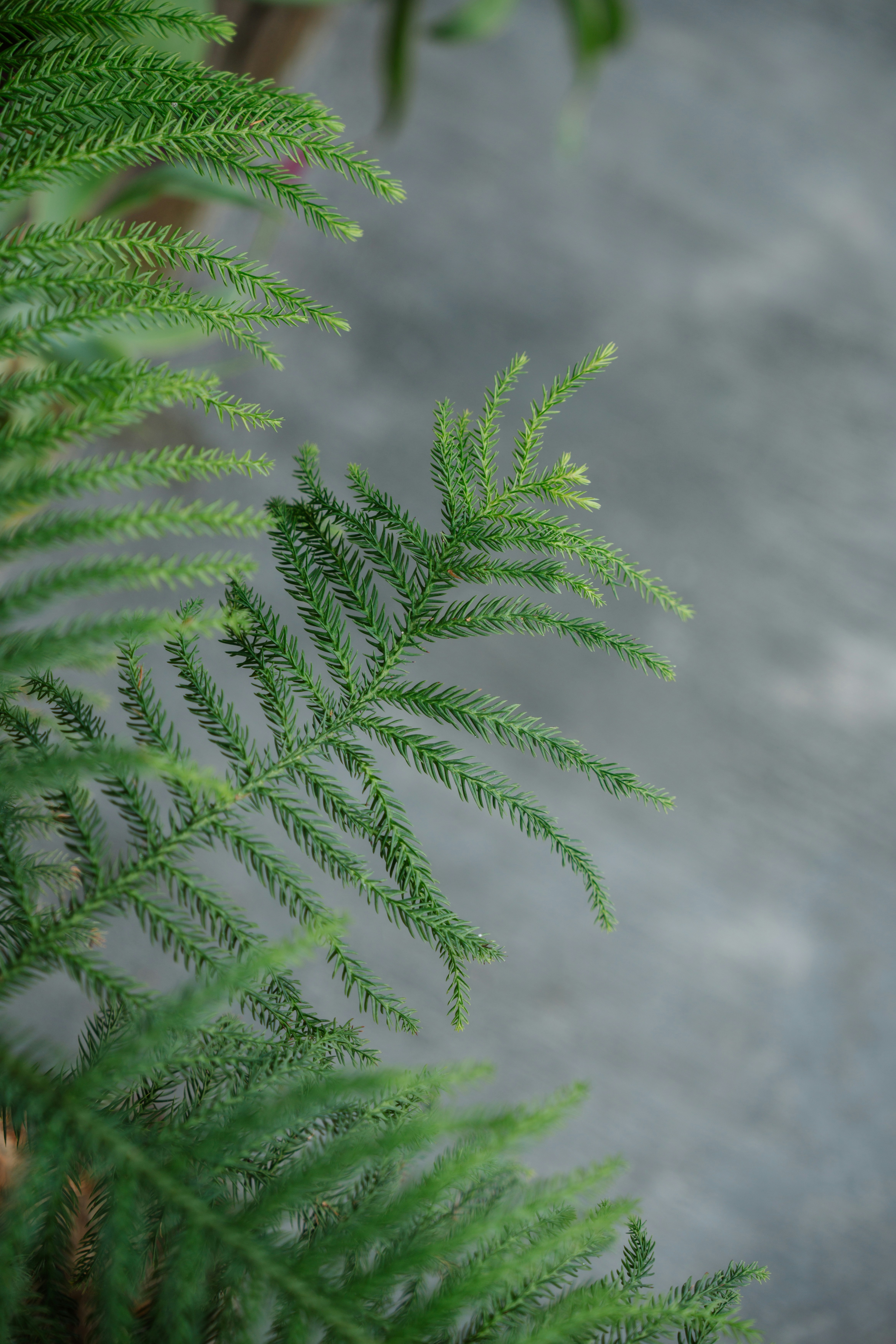 Emerald Fern Fronds Reaching Across a Quiet Backdrop