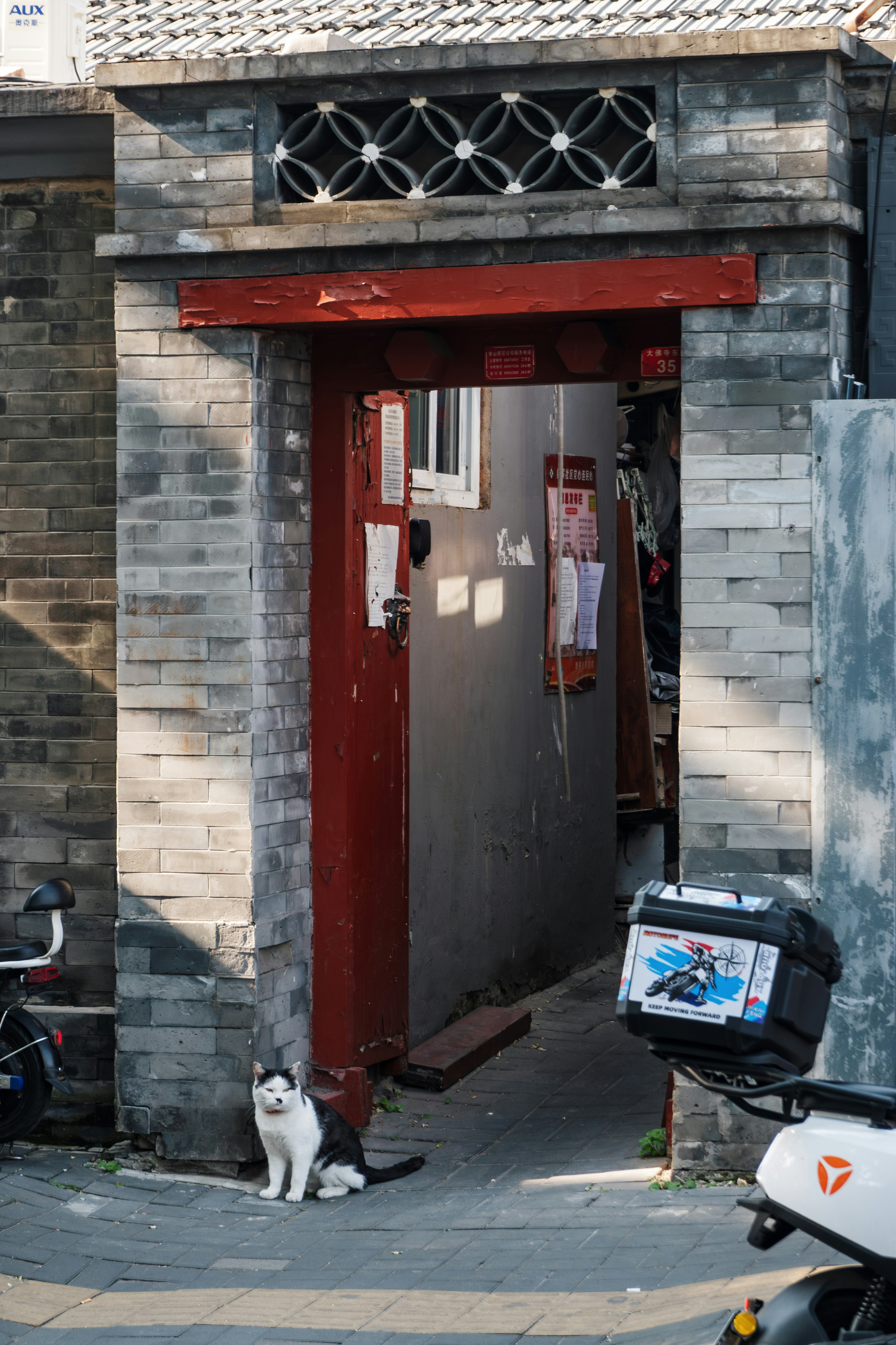 Street Threshold: A Cat, a Doorway, and a Quiet Moment