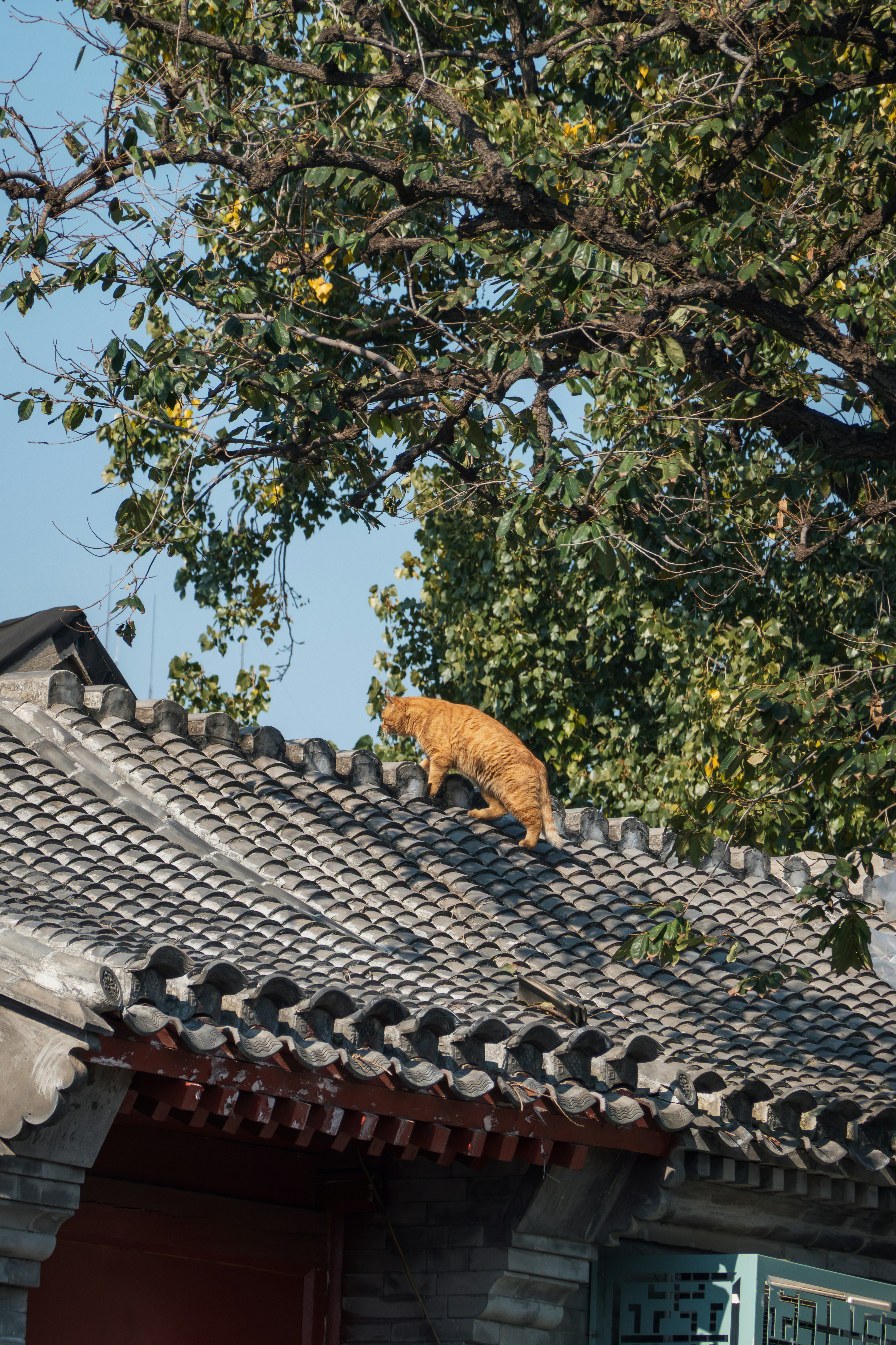 Photo by CHEN HENG with Sony Cyber-shot RX100 VI