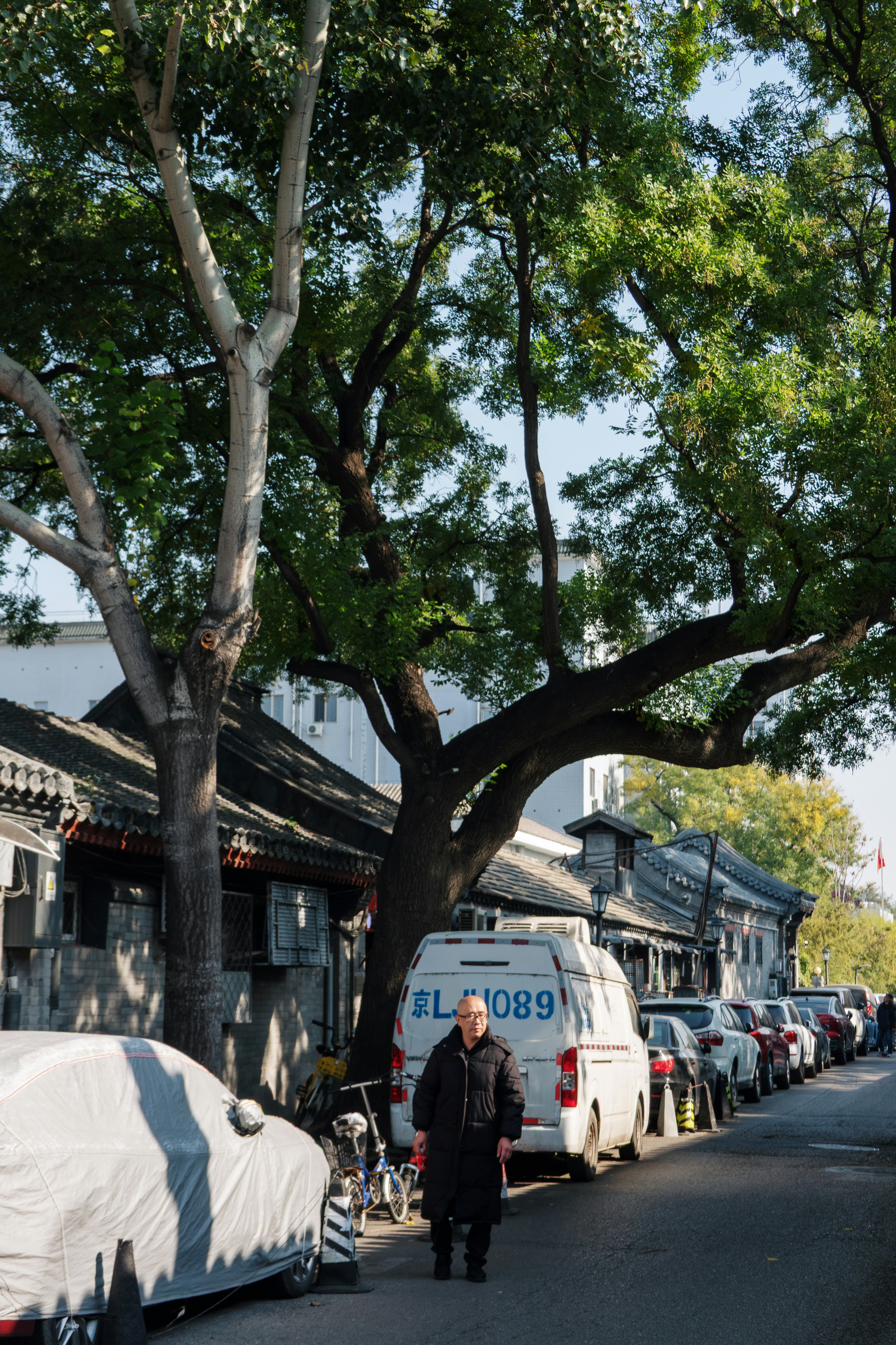 Quiet City Street Under a Canopy of Trees
