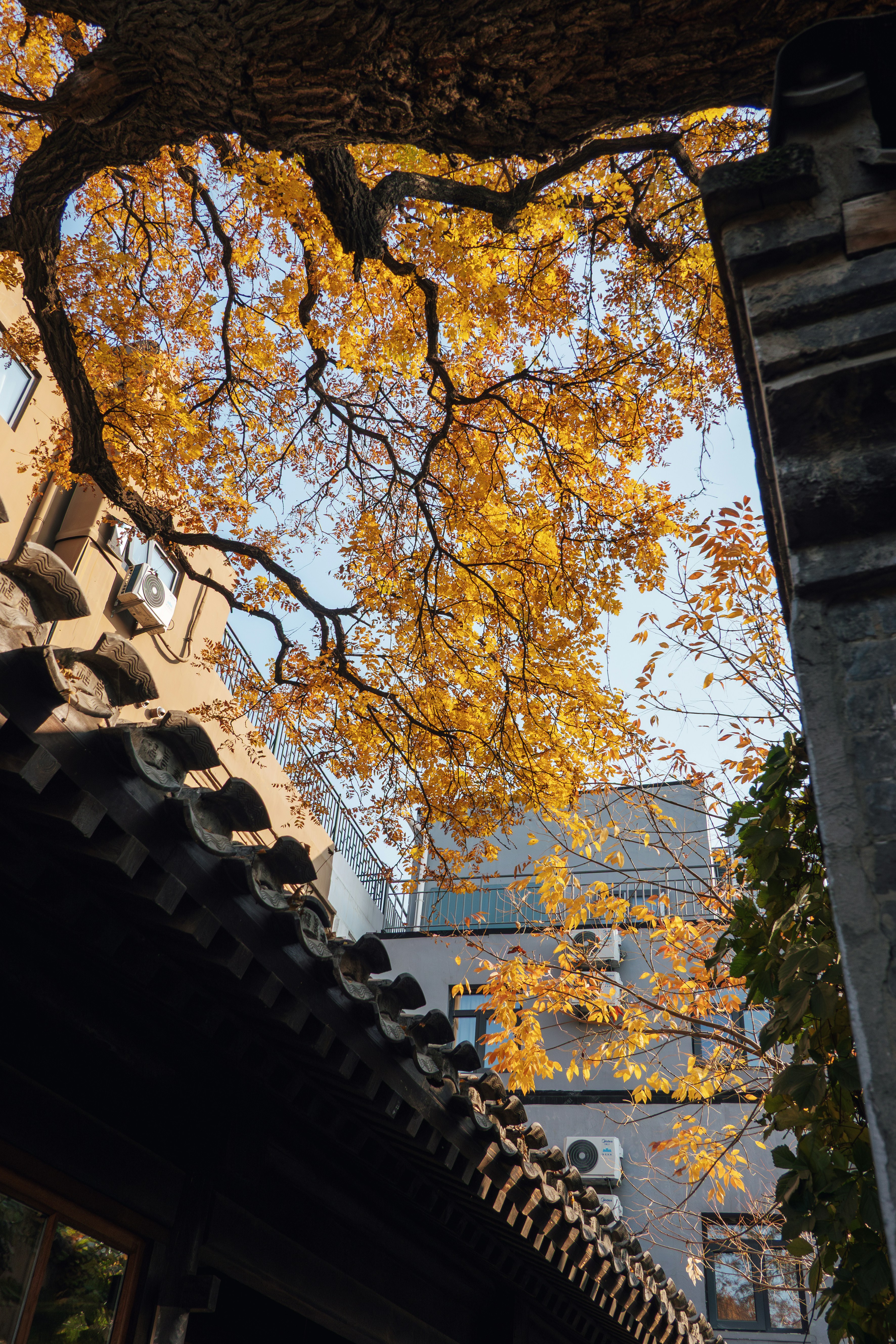Autumn tree branches over traditional tiled roof photo – Free ...