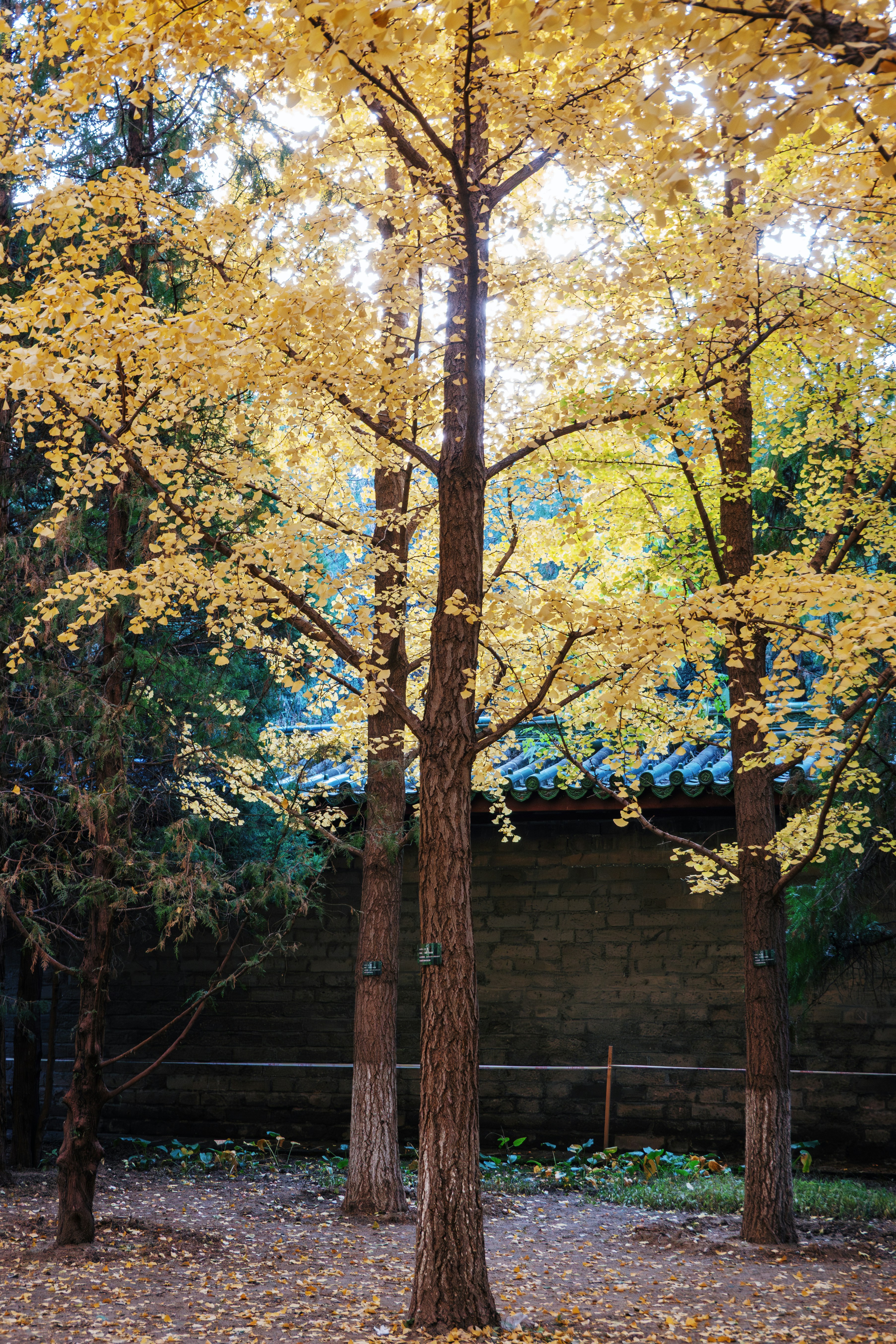 Sunlit Ginkgo Grove Framing a Quiet Wall