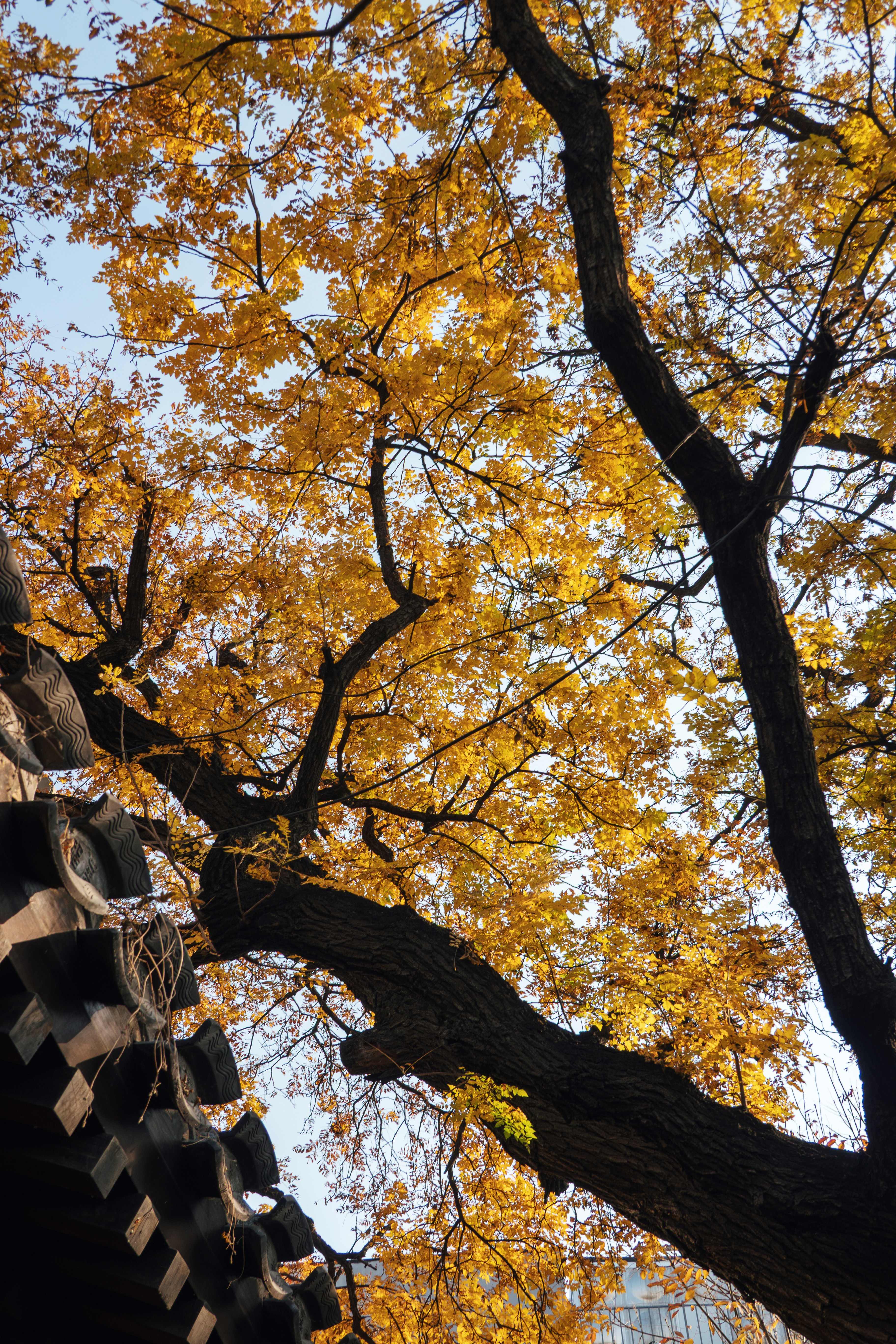 Photo by CHEN HENG with Sony Cyber-shot RX100 VI