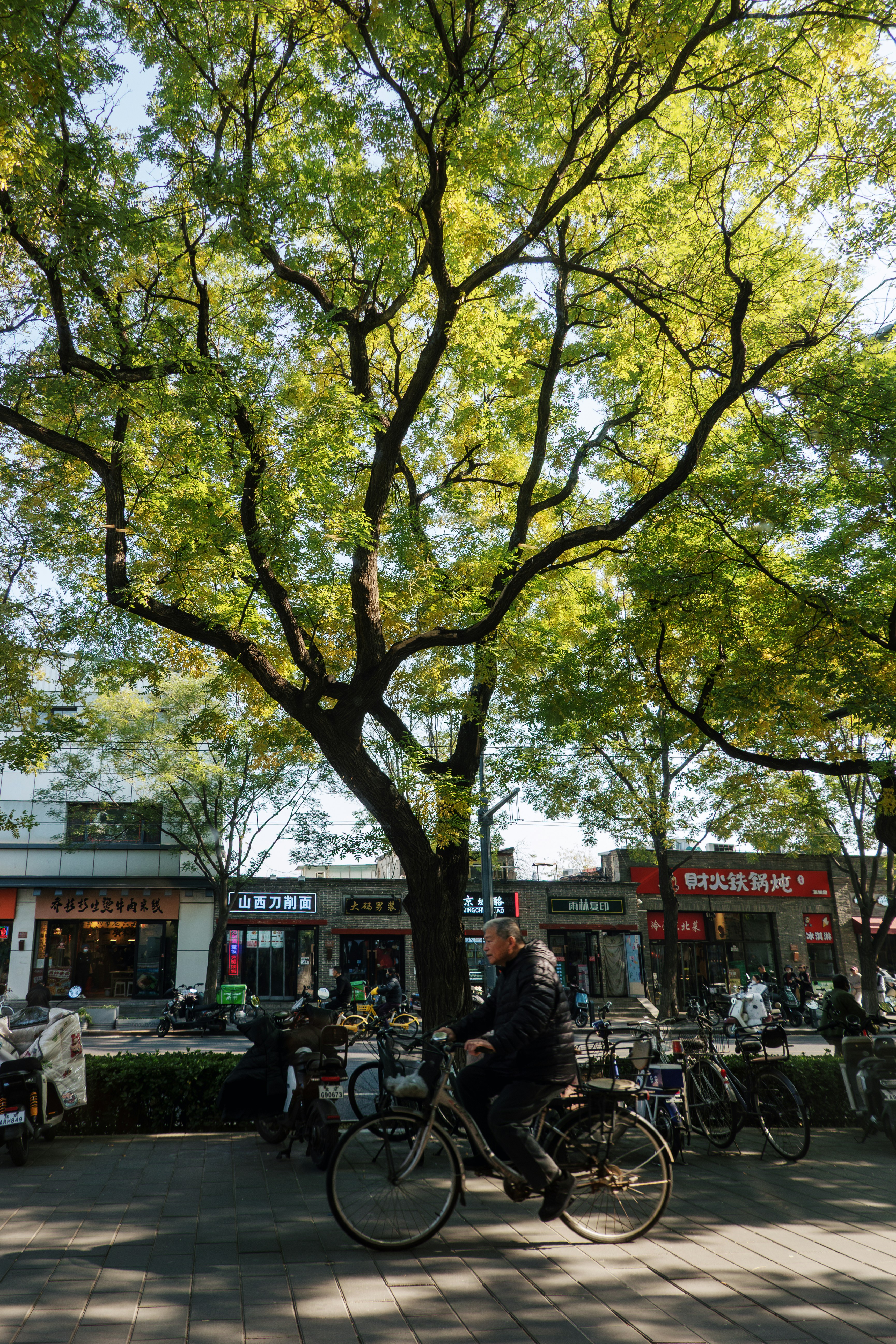 Sunlit Canopy Over a Busking Street