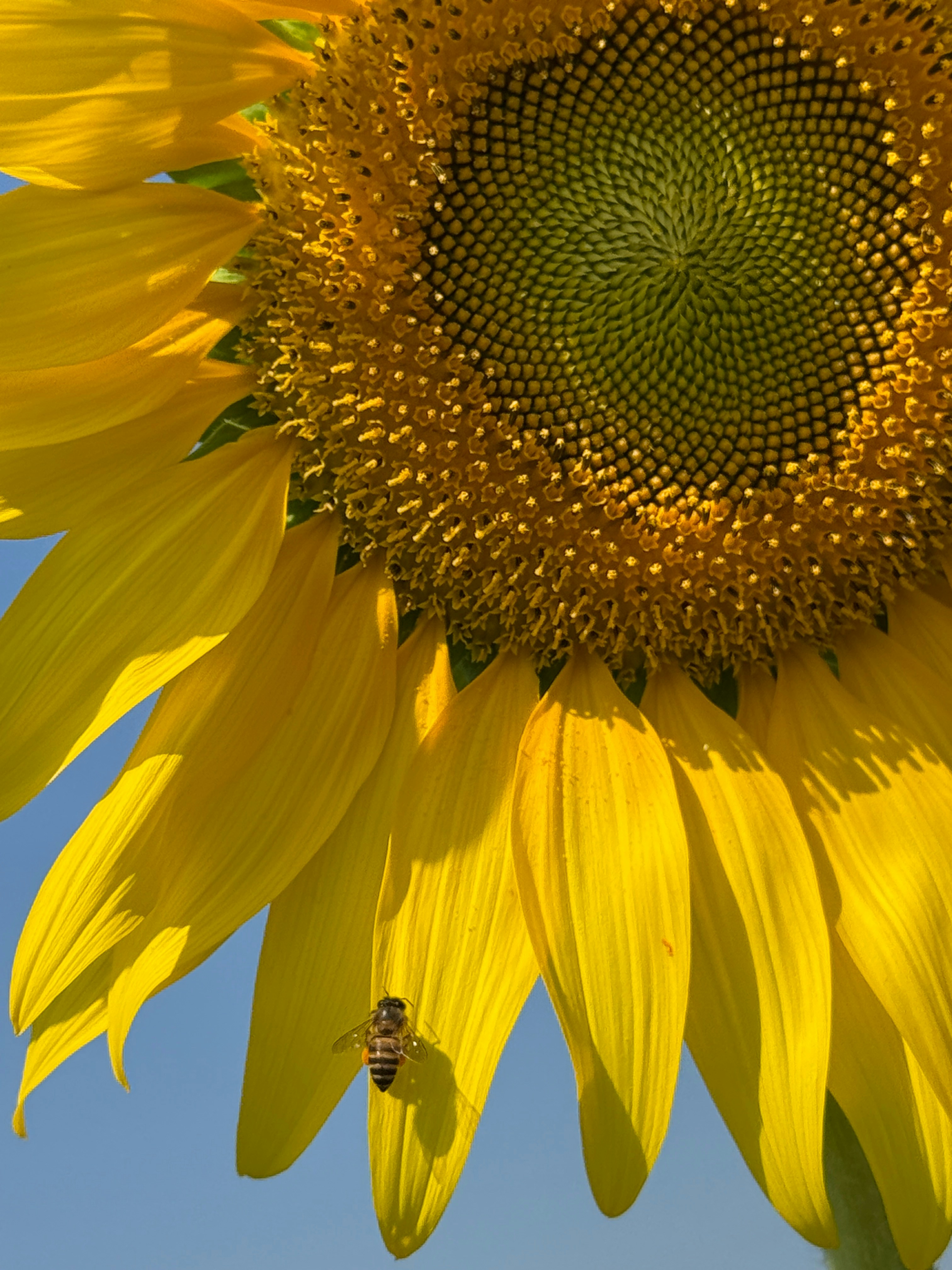 Golden Giant: A Sunflower's Crown and a Busy Bee