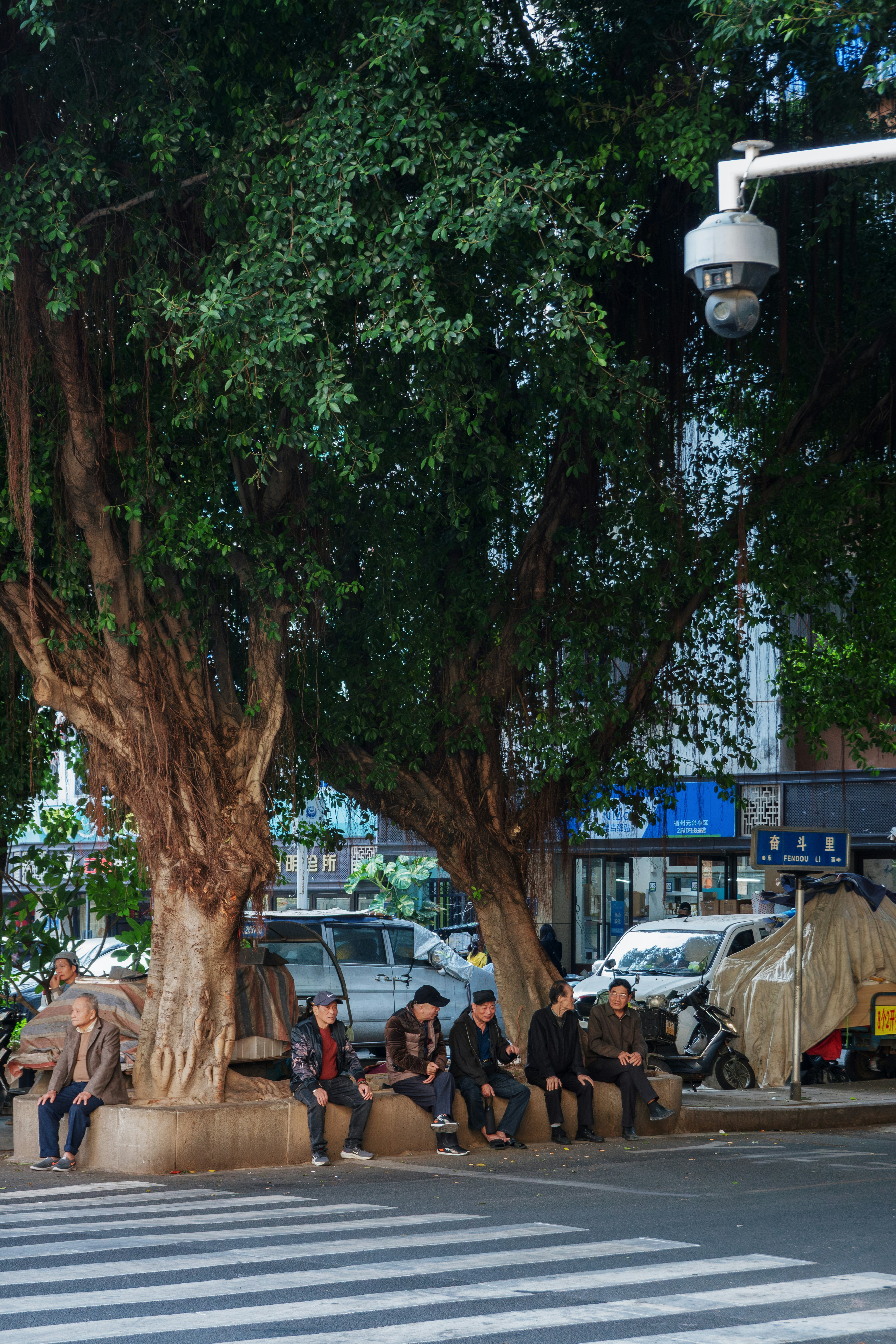 Curious Pedestrians Rest in the Shade Beneath Ancient Trees