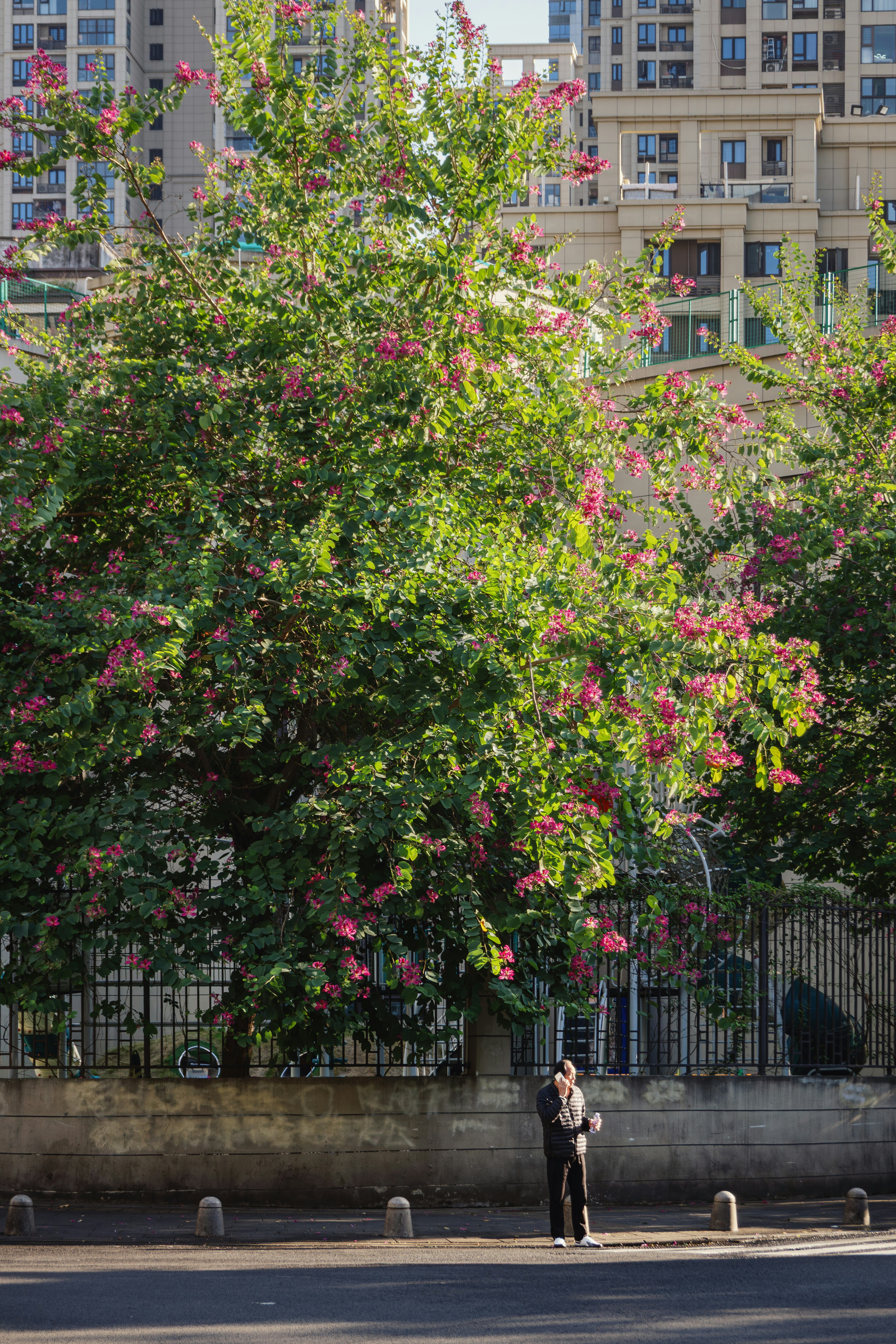 A person stands near a flowering tree with buildings behind.