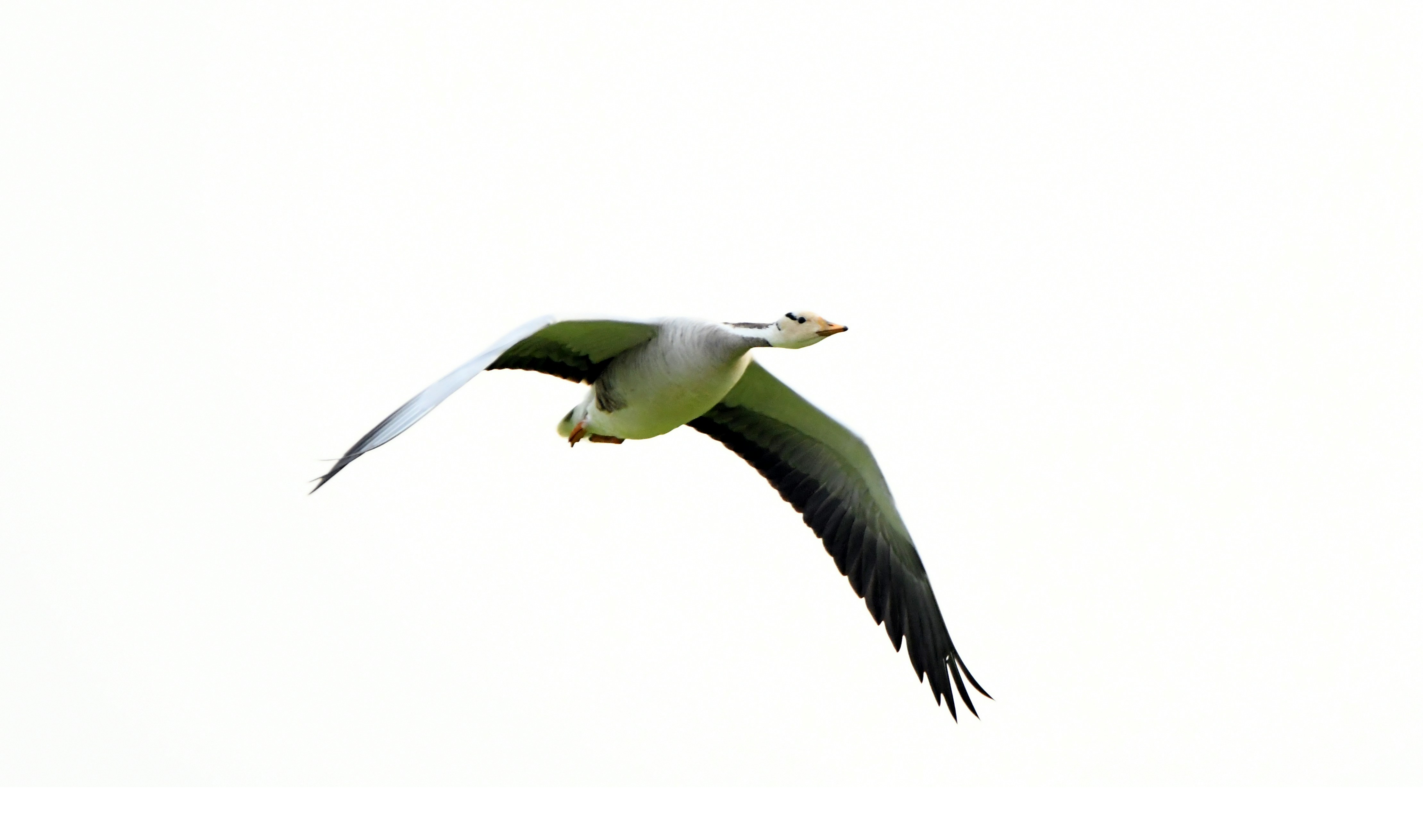 Soaring Gannet: A Clean White Flight Across A Bright Sky