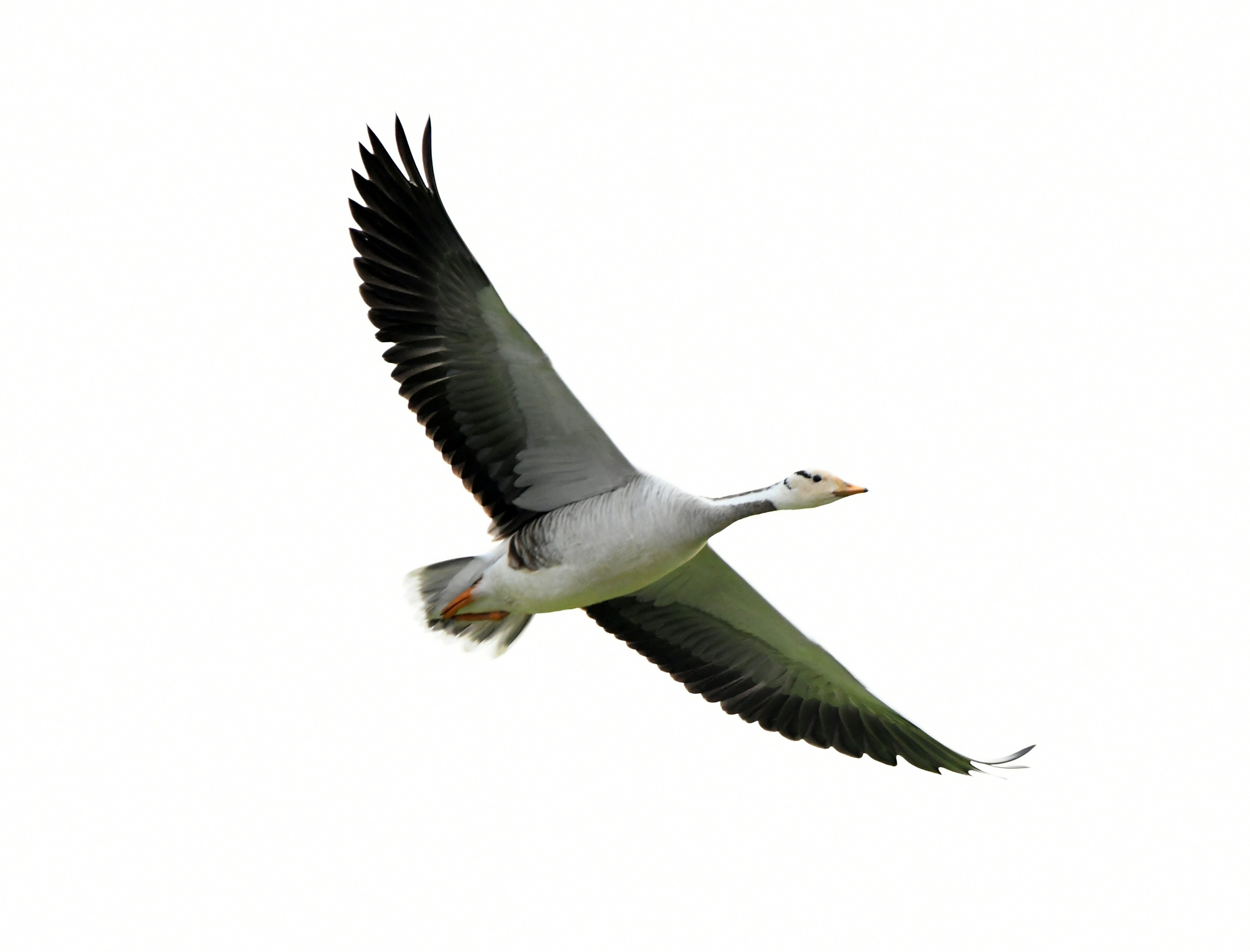 White Pelican Soaring: A Clean Silhouette Against Negative Space