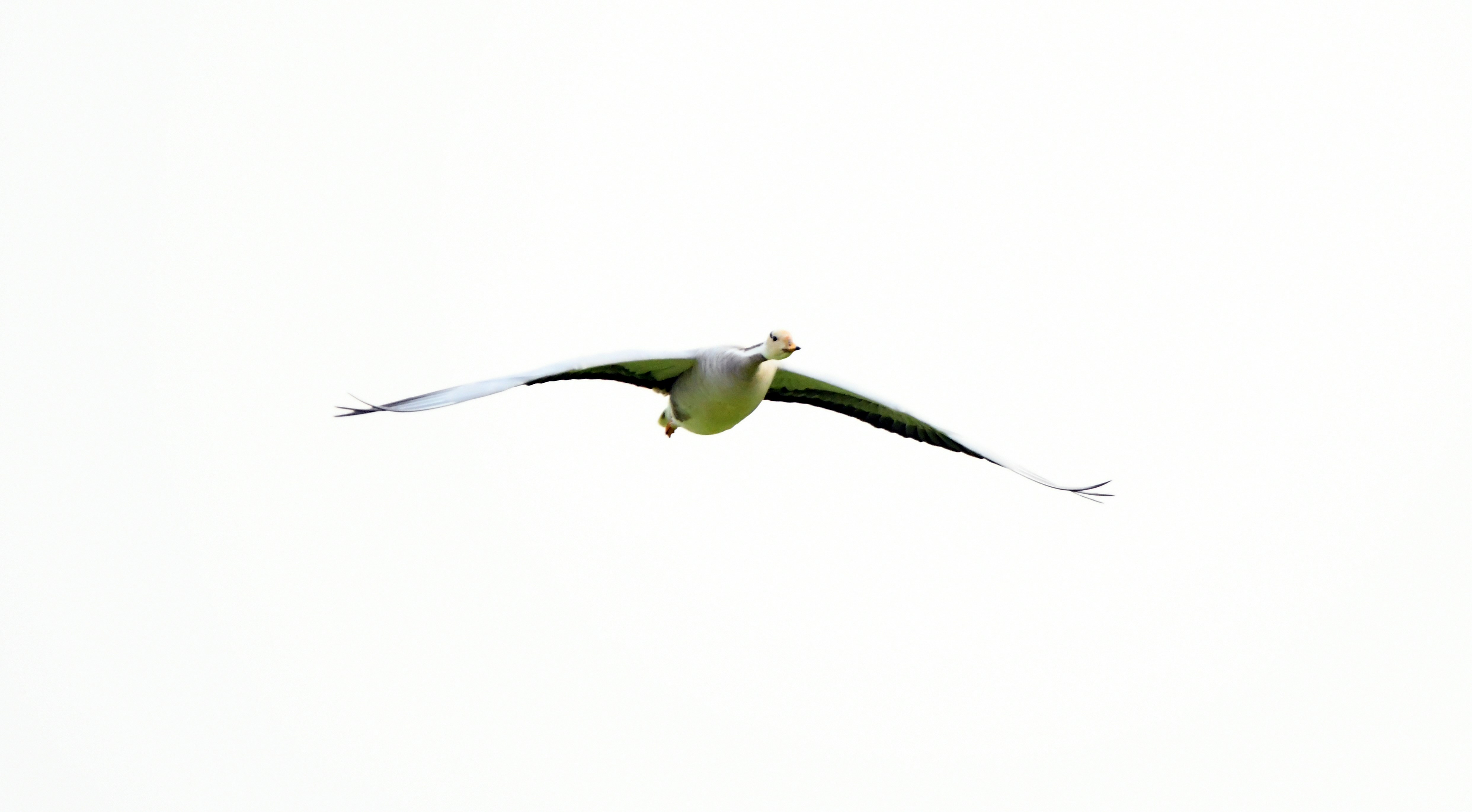 Midflight Silhouette: A Gull Crossing the White Expanse