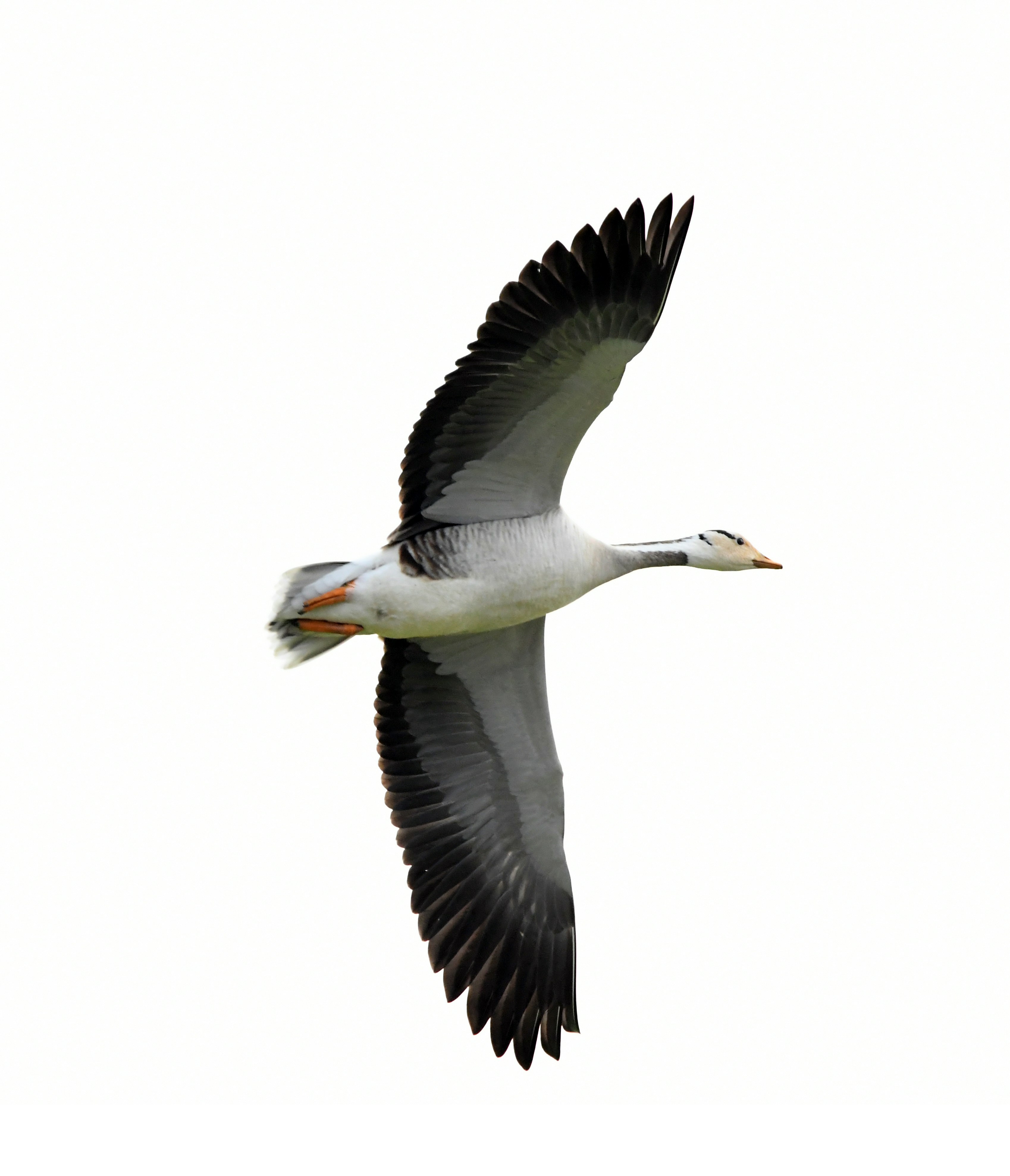 Winged Glide: A Seabird in Quiet Flight Across White