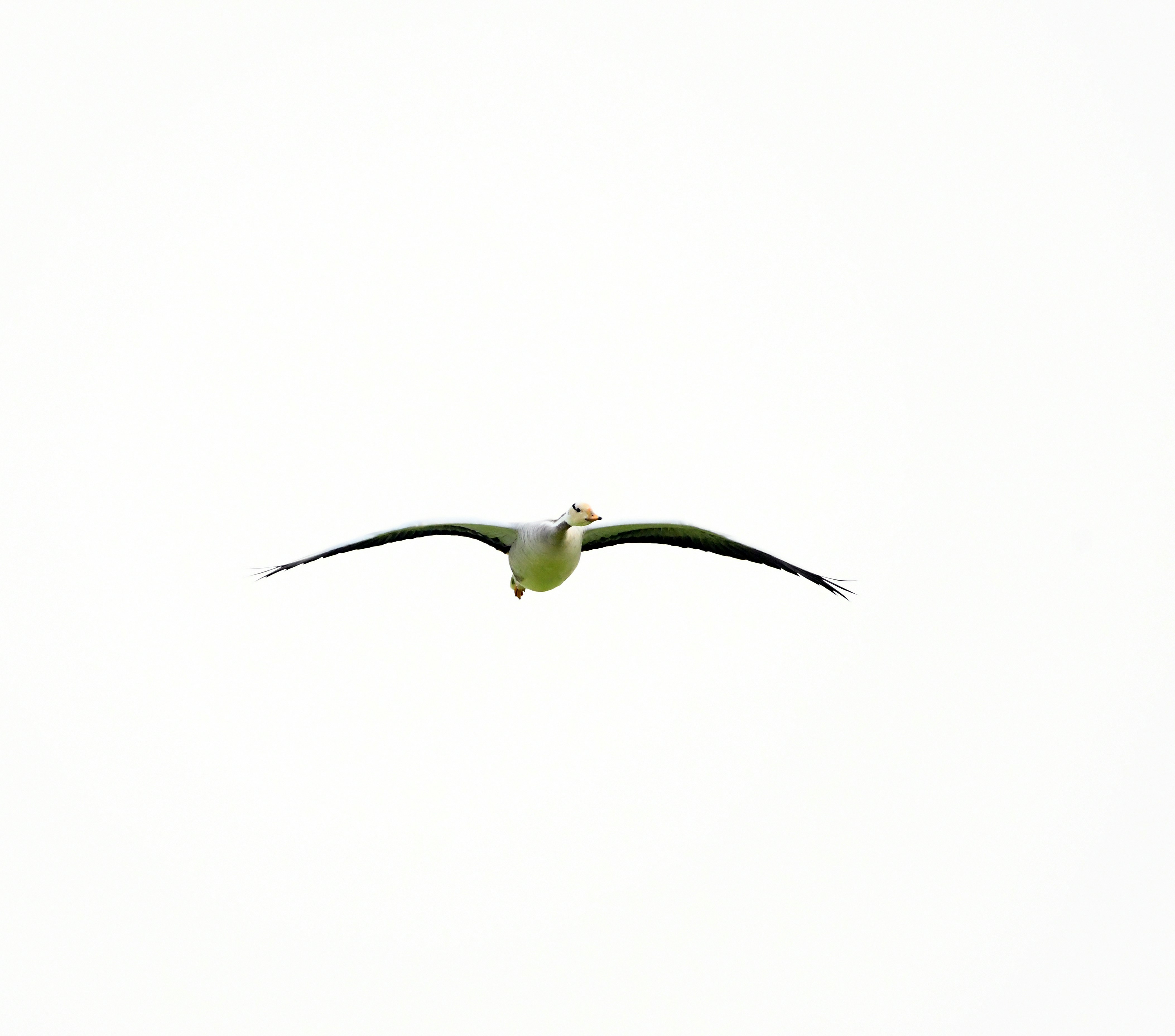Winged Minimalism: A lone seabird glides through a blank sky