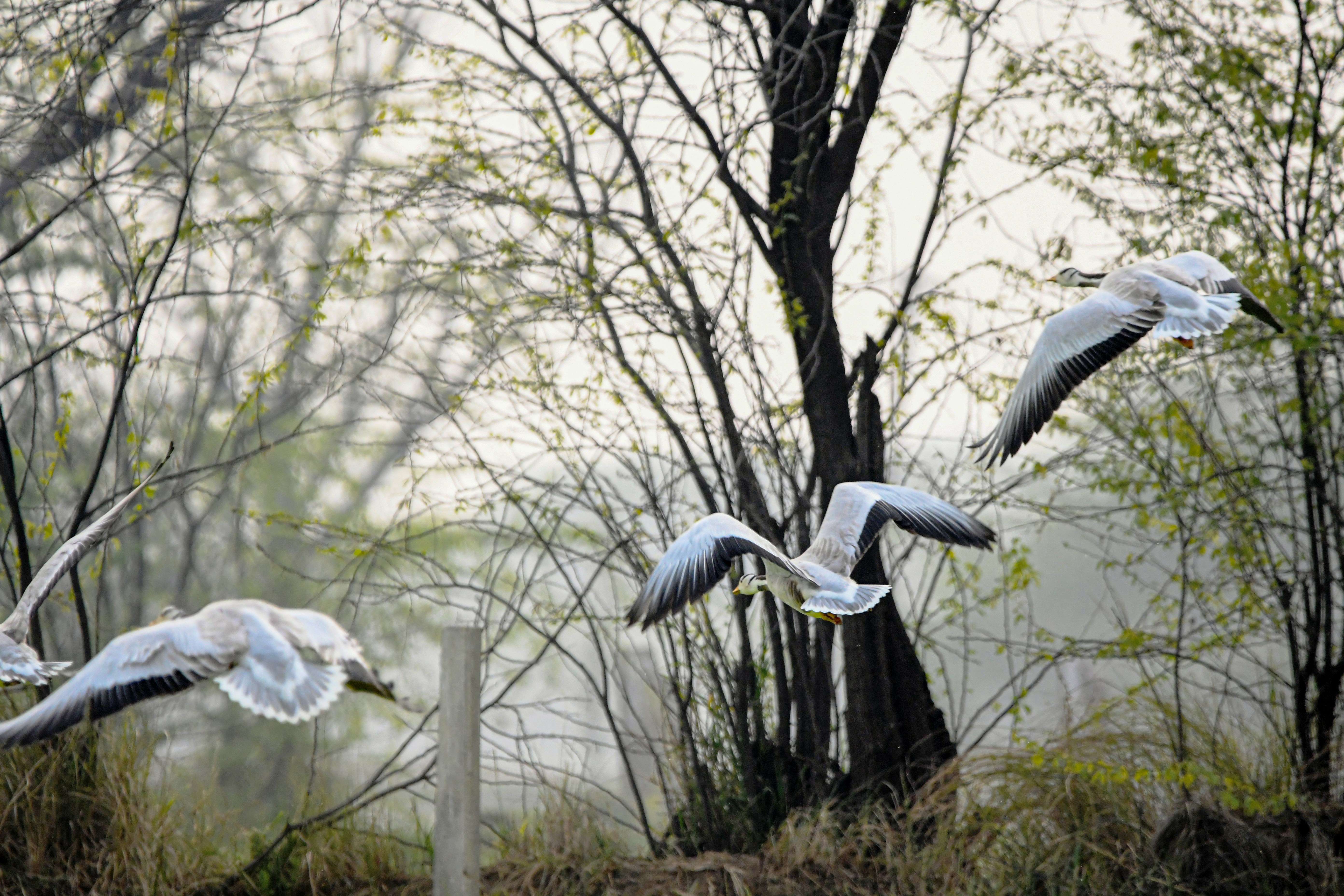 Migrating silhouettes: a trio of seagulls gliding over a frost-dusted woodland