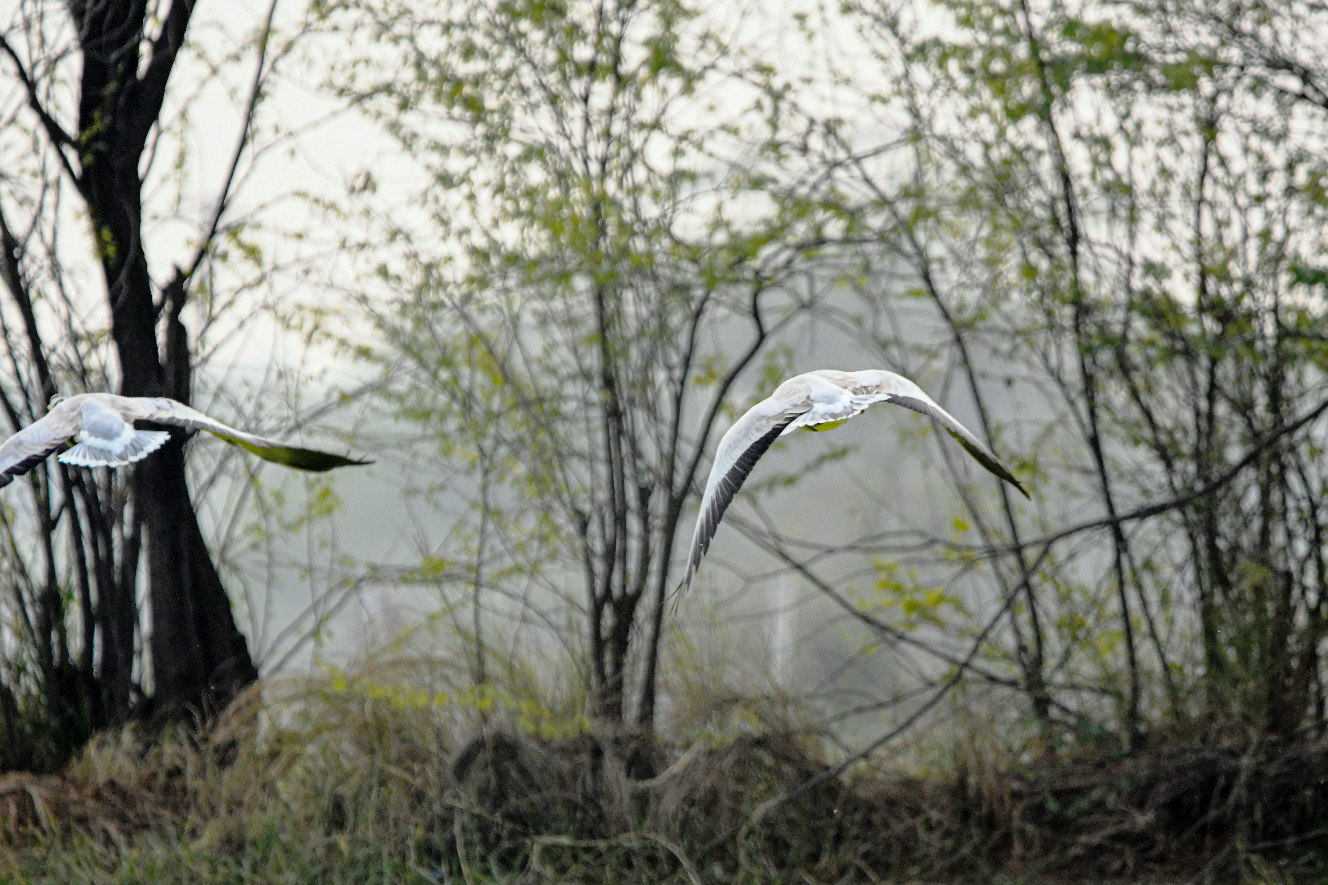 Wings Over a Misty Riverside: Dual Gulls in Flight