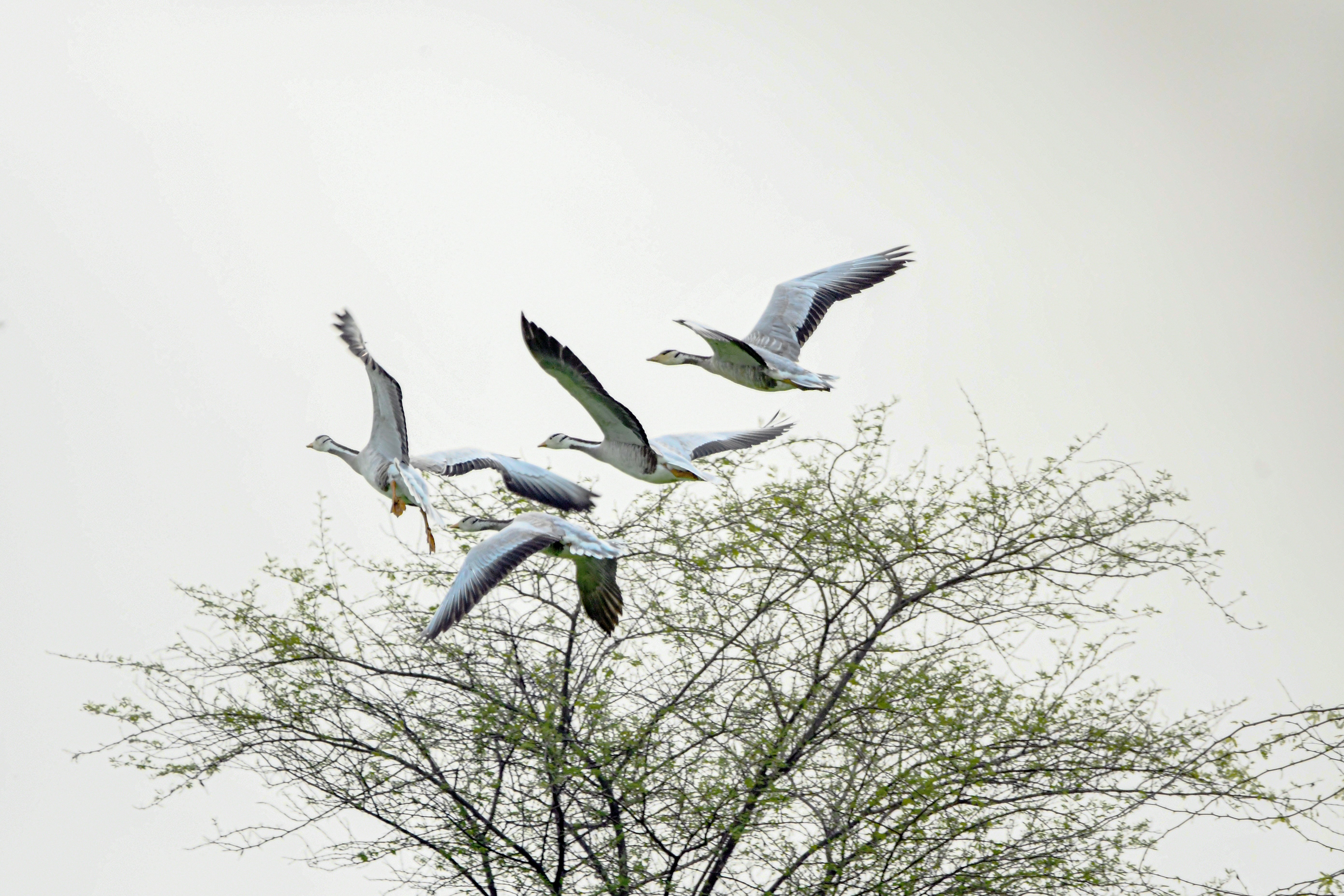 Flight of the Trio: Birds Lifting from Quiet Treeline