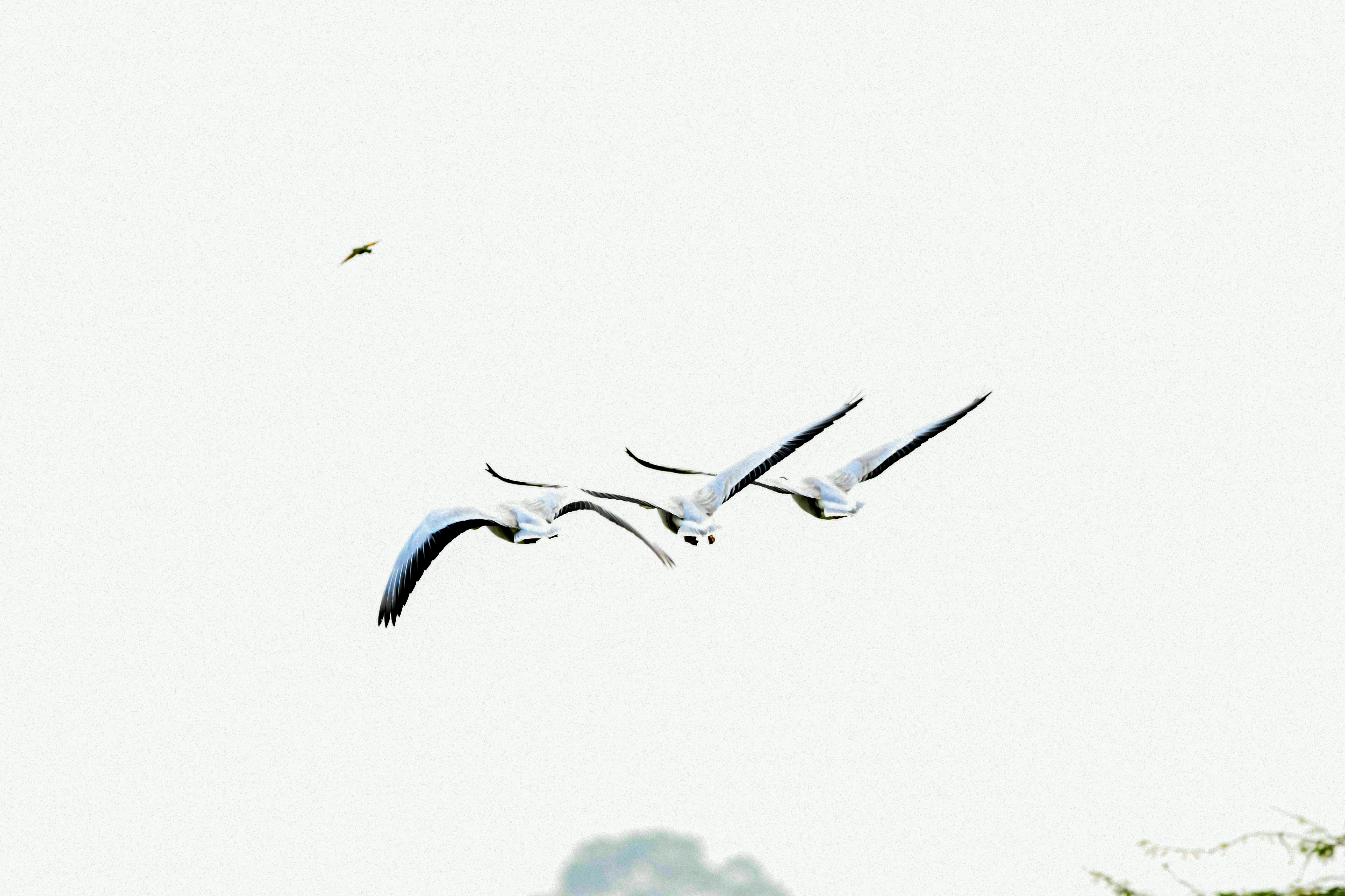 V-formation Ascent: Three Seabirds Crossing the Dusk