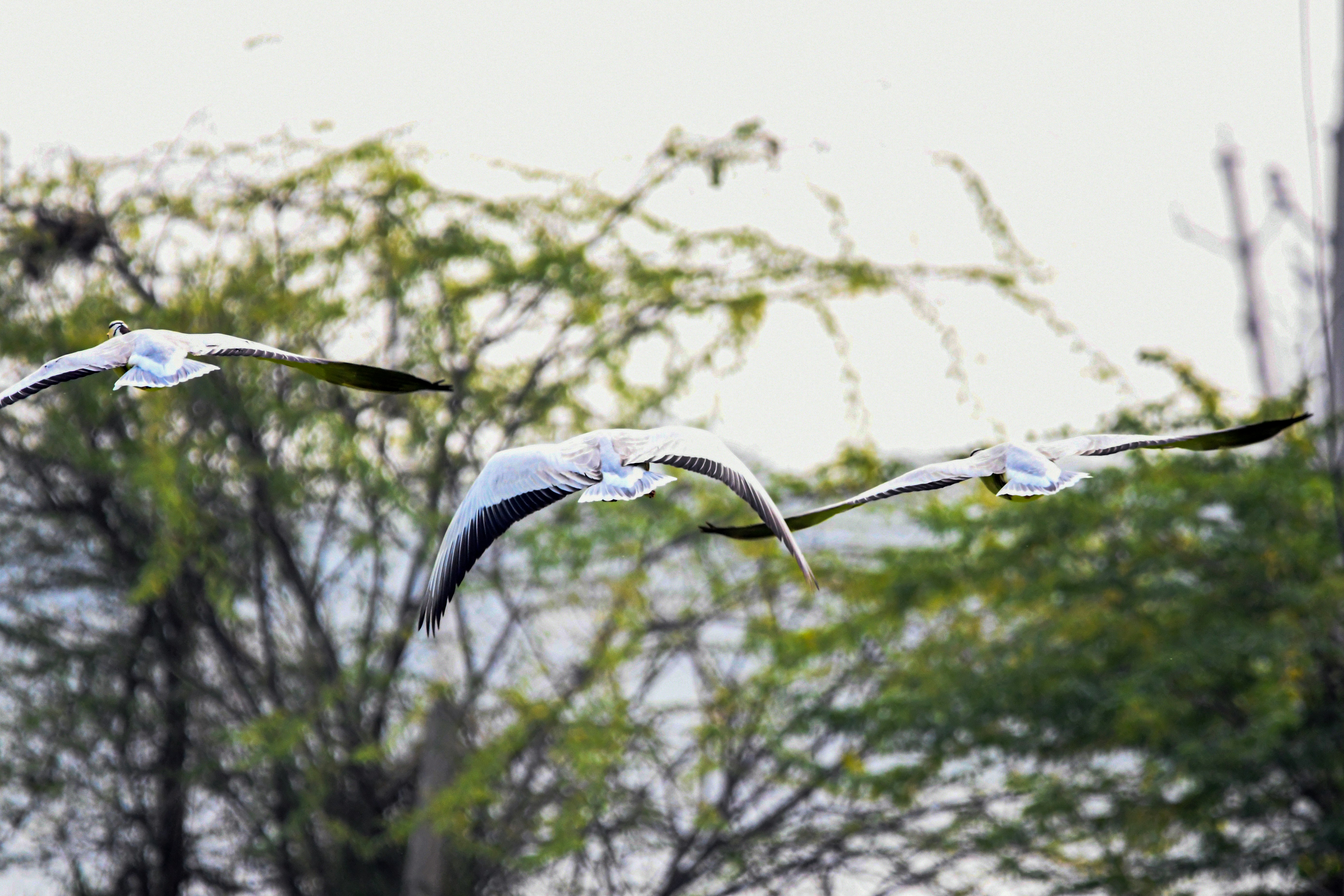 Three Seabirds in Flight Across a Green Canopy