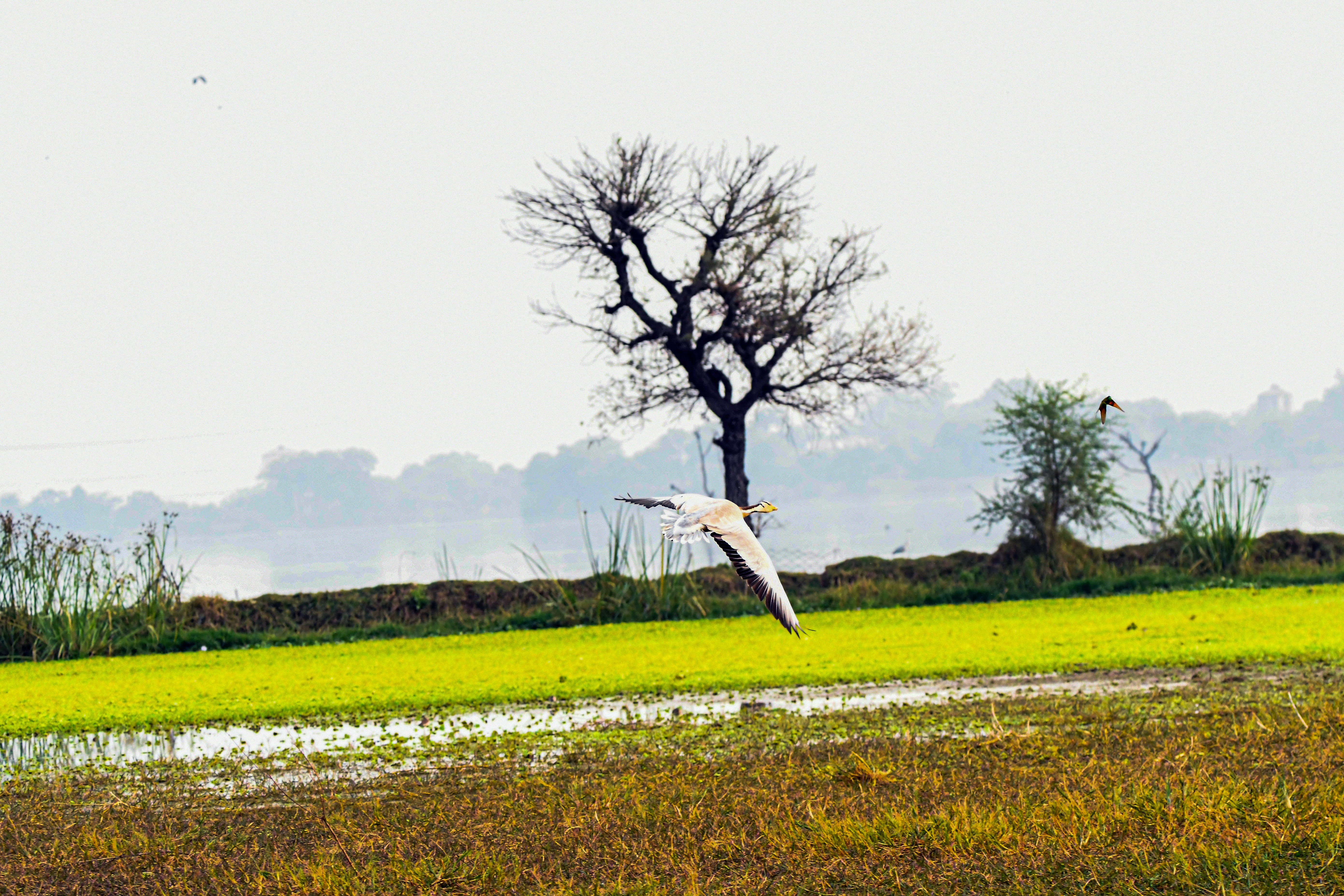 Winged Moment over the Marsh: A Lone Gull in Flight