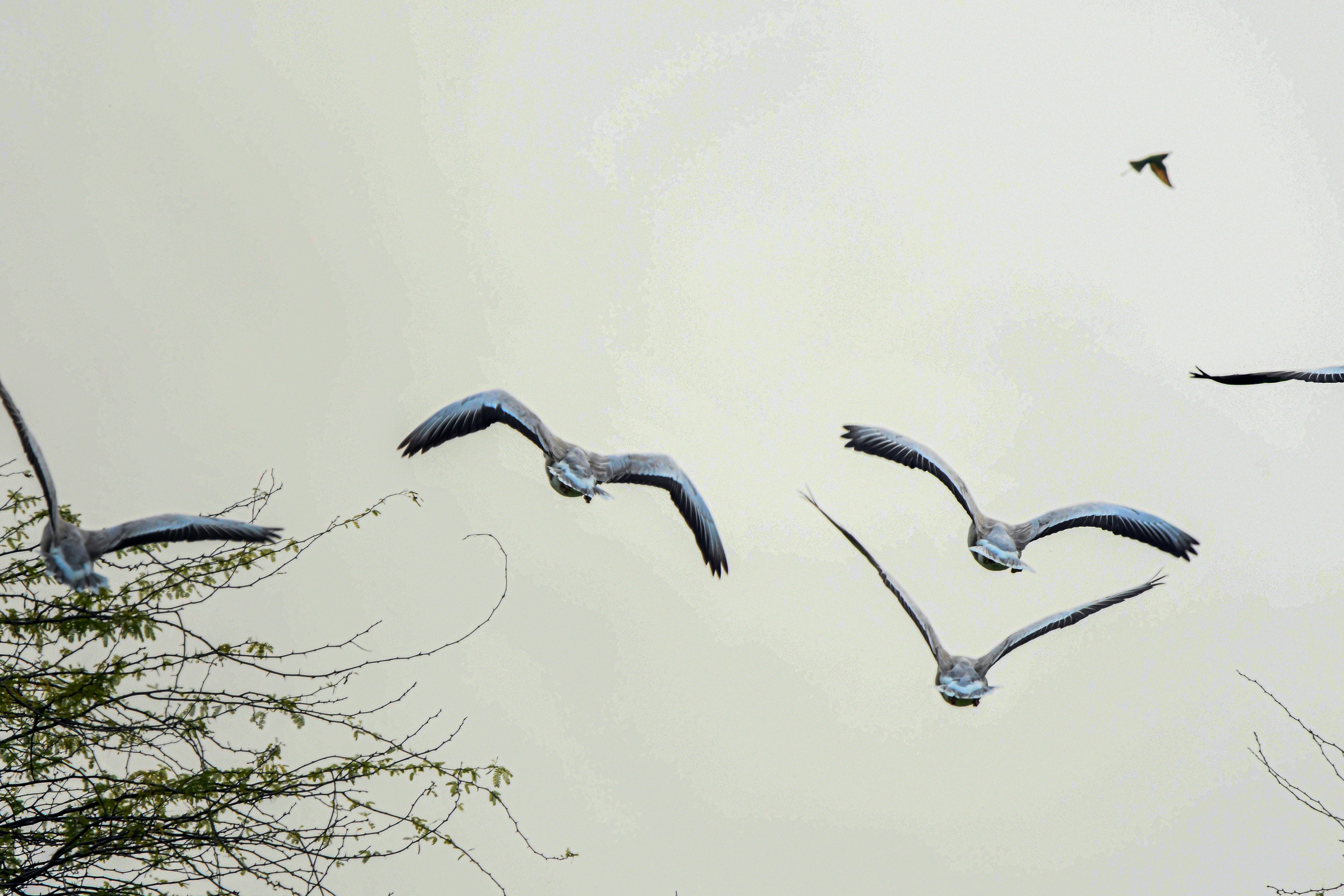 V-formation in the pale sky: a flock of seabirds gliding above treetops