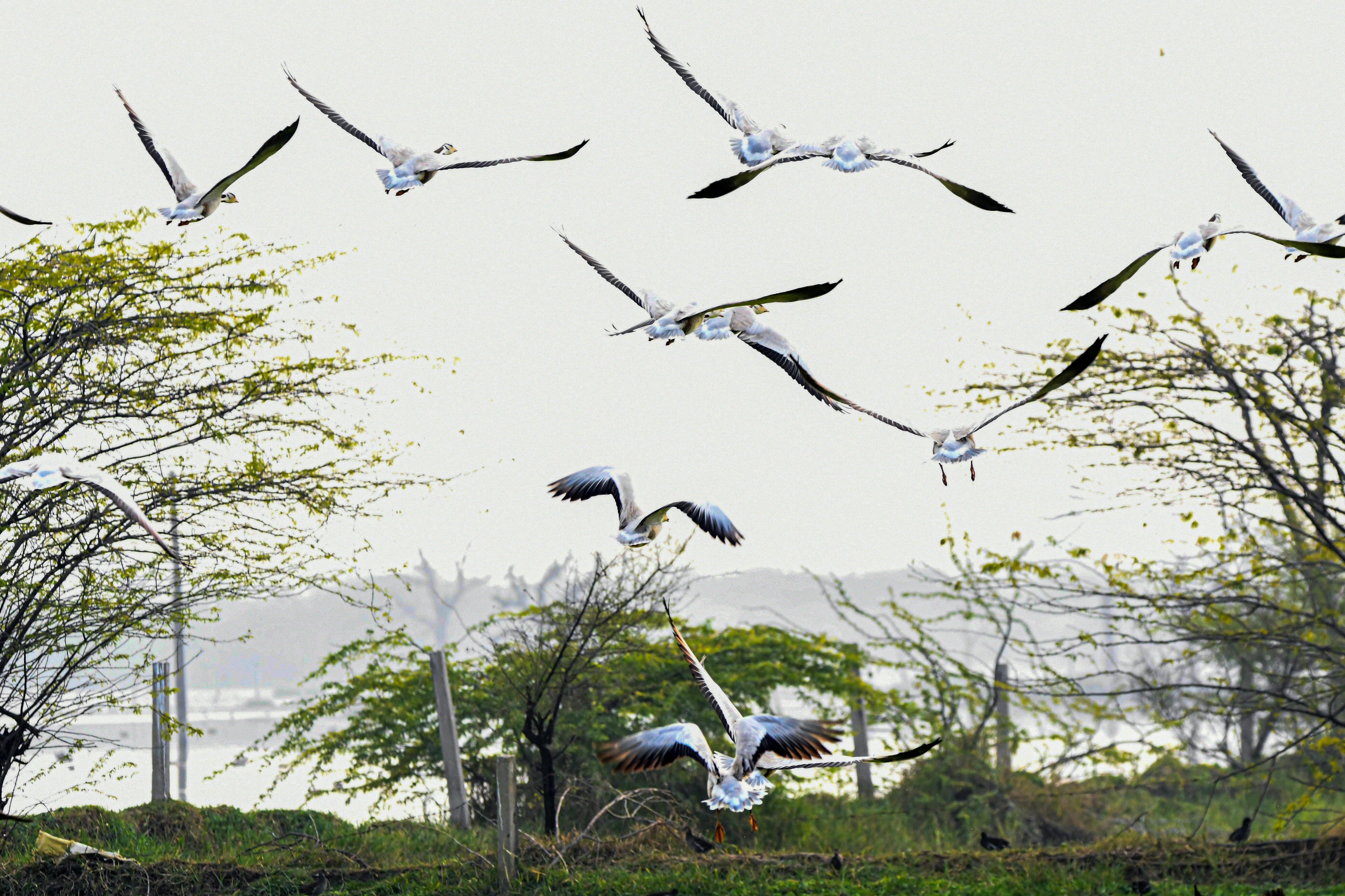 Mid‑flight Chorus Over the Riverbank