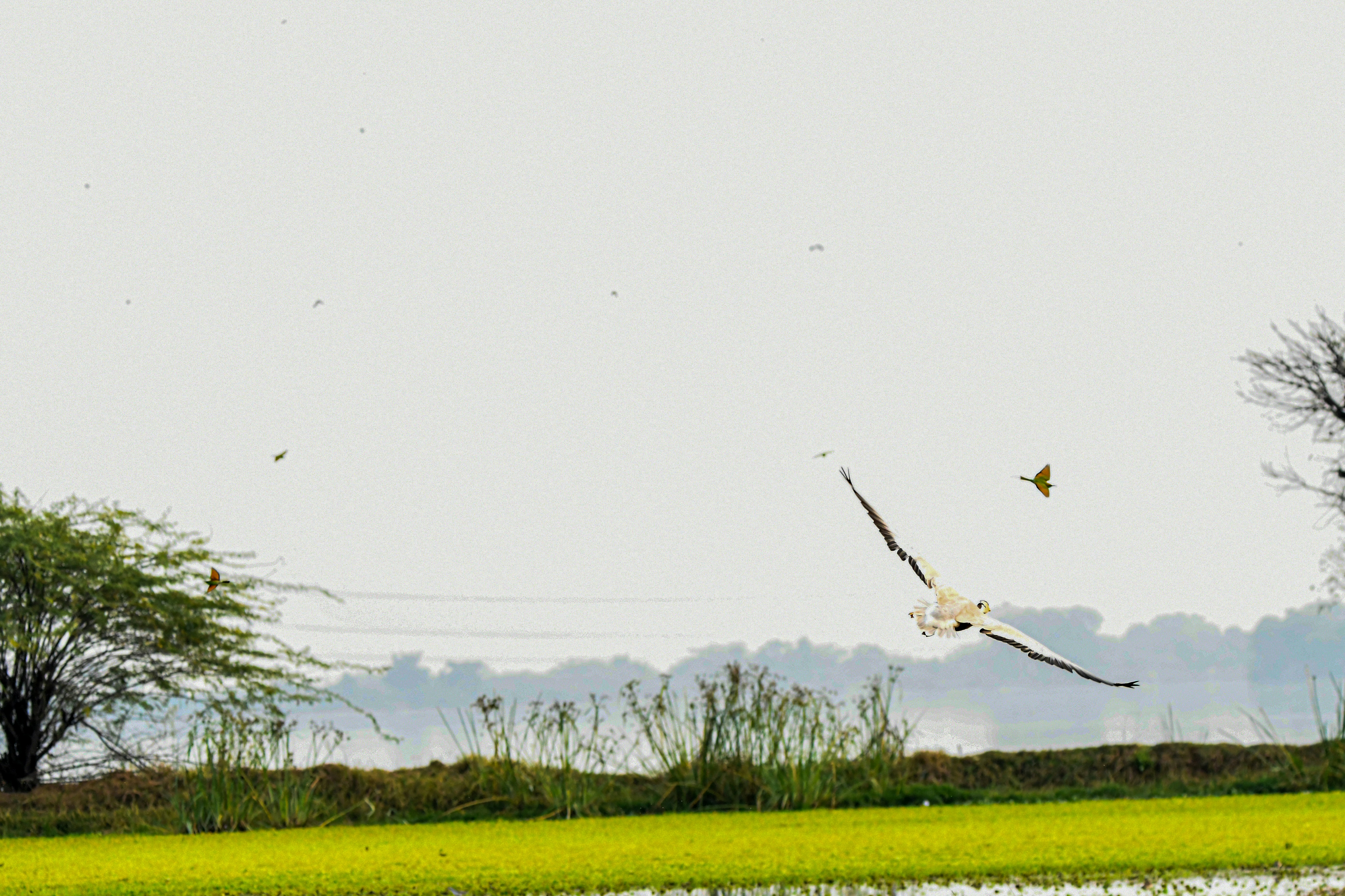 Heron in Transition: a Seaward Takeoff over Golden Marsh