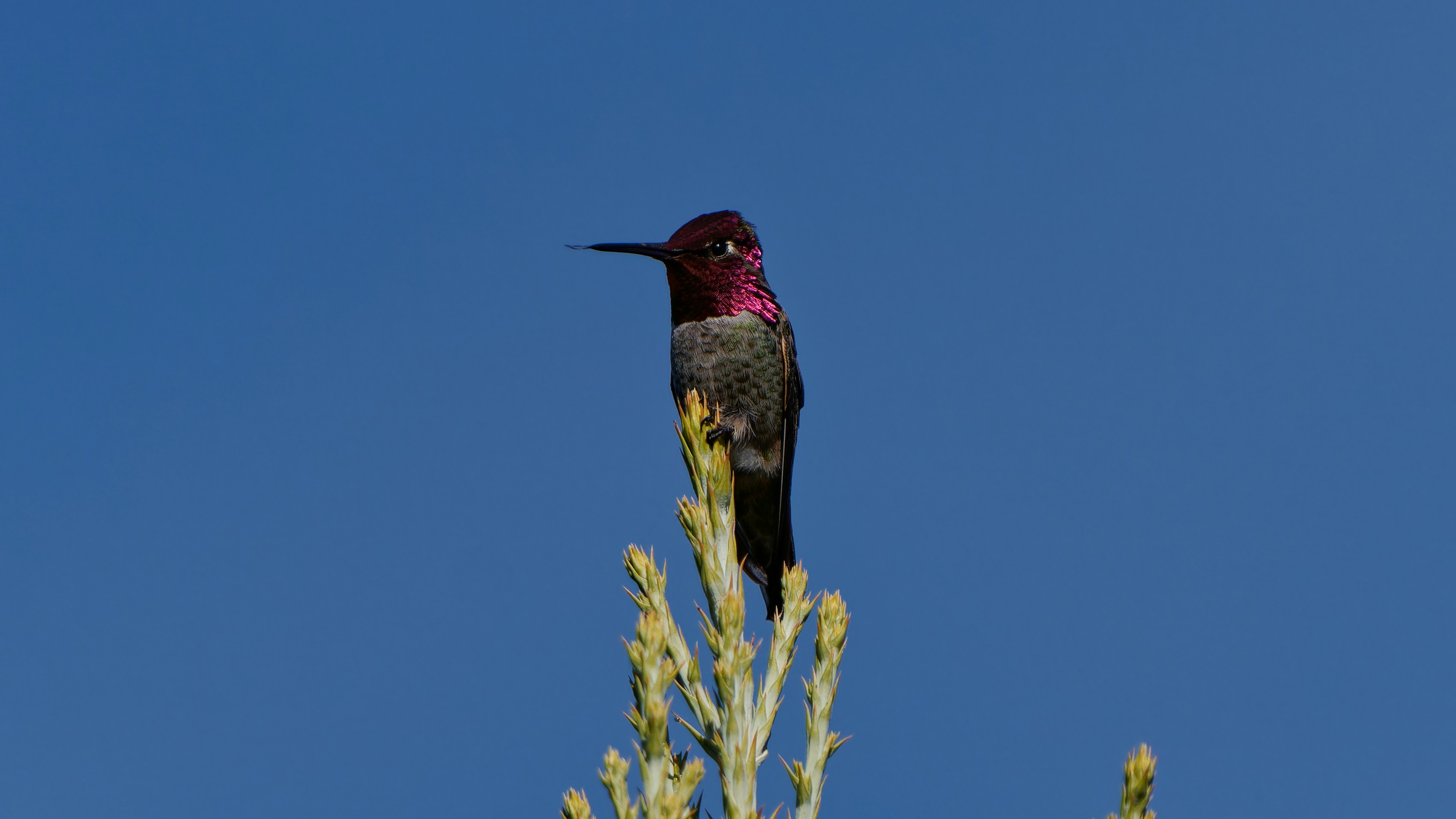 Azure Summit: Hummingbird on a Sunlit Spike