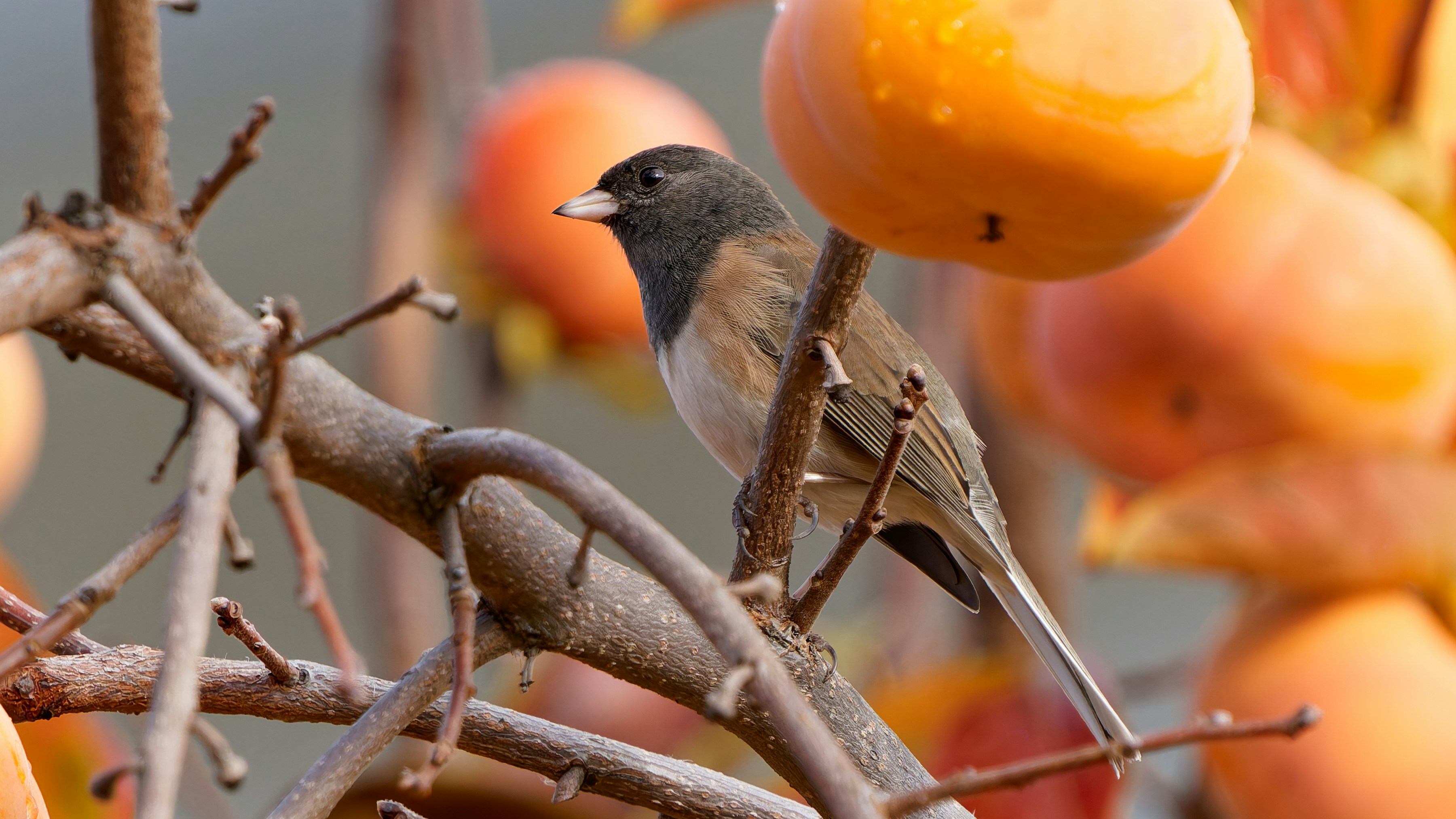 Gray-headed Warbler on Persimmon Branches