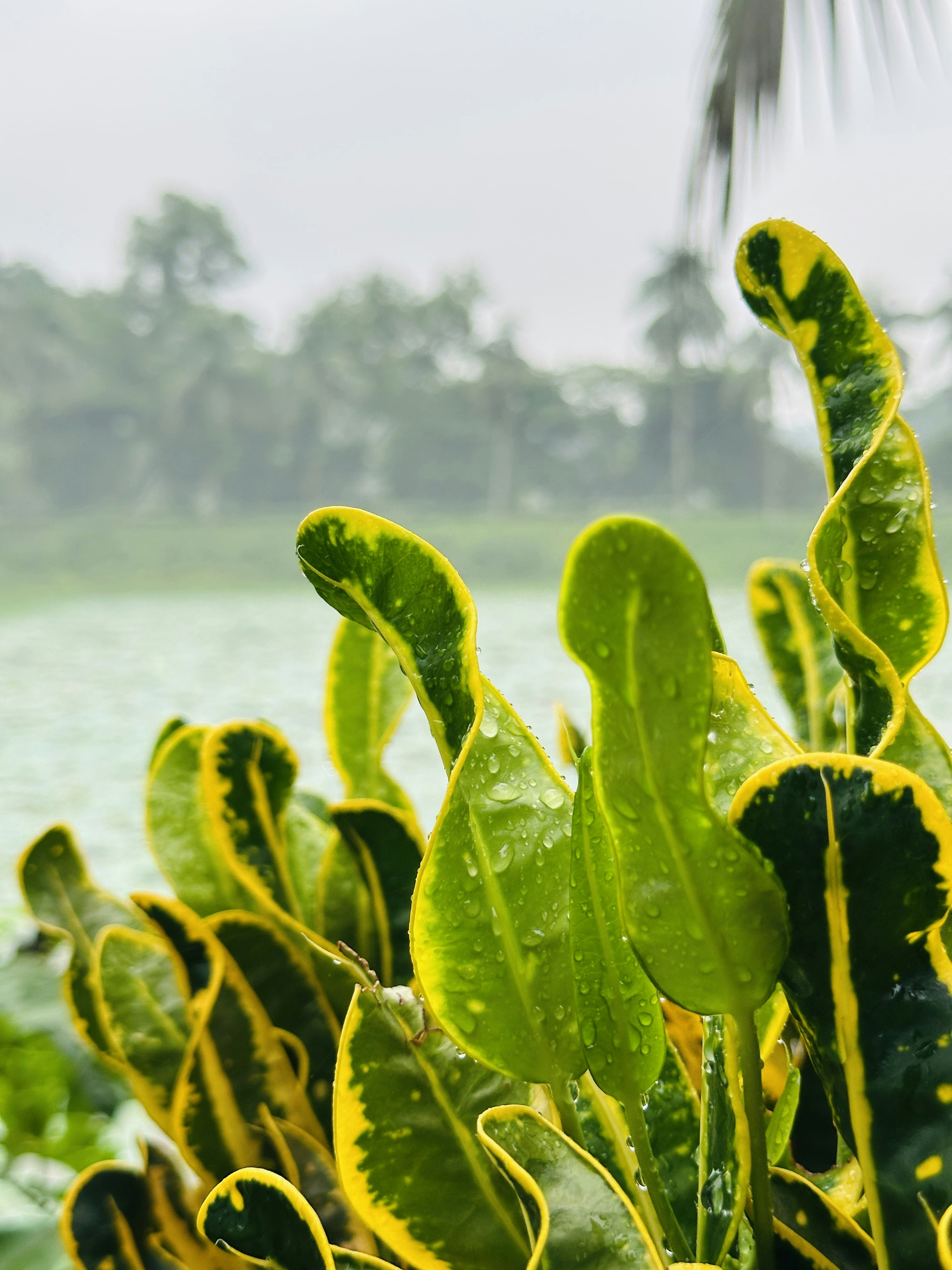 Yellow-edged Crotons in Dew-kissed Morning Greens