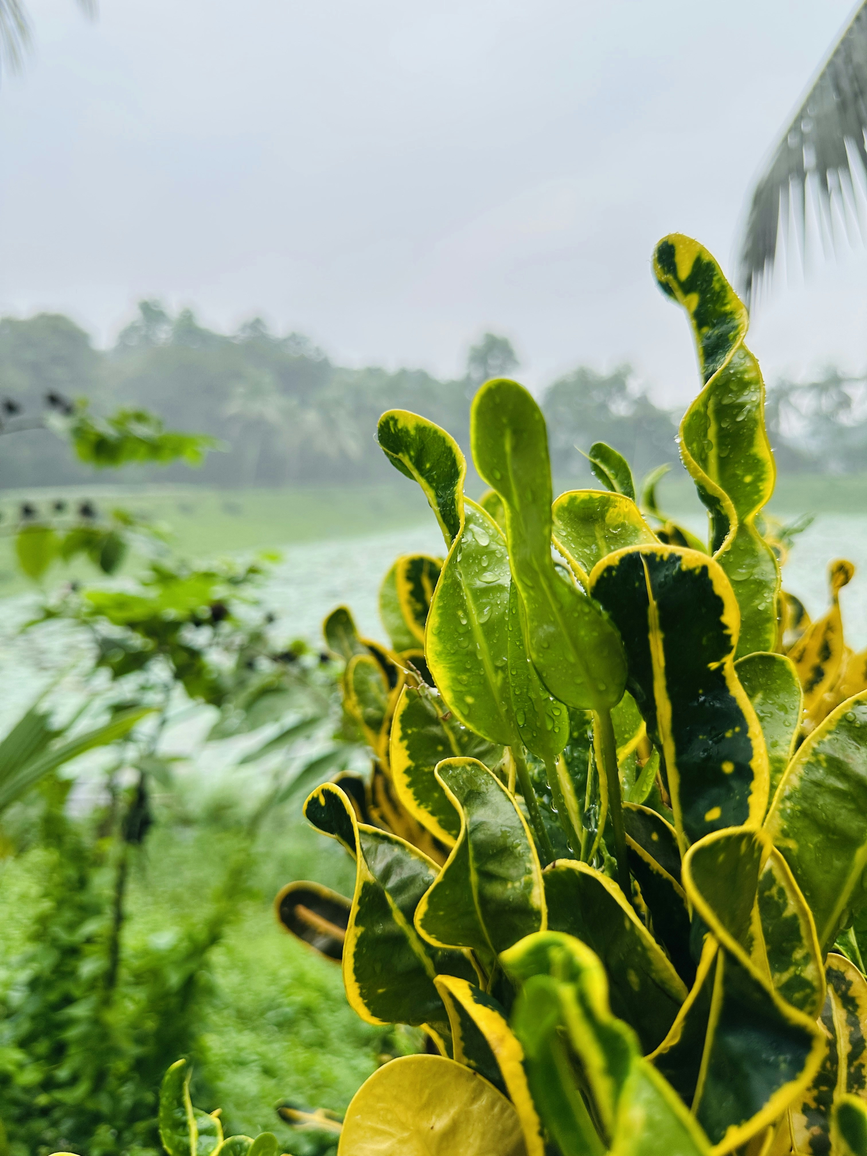 Golden-edged Crotons in a Misty Garden