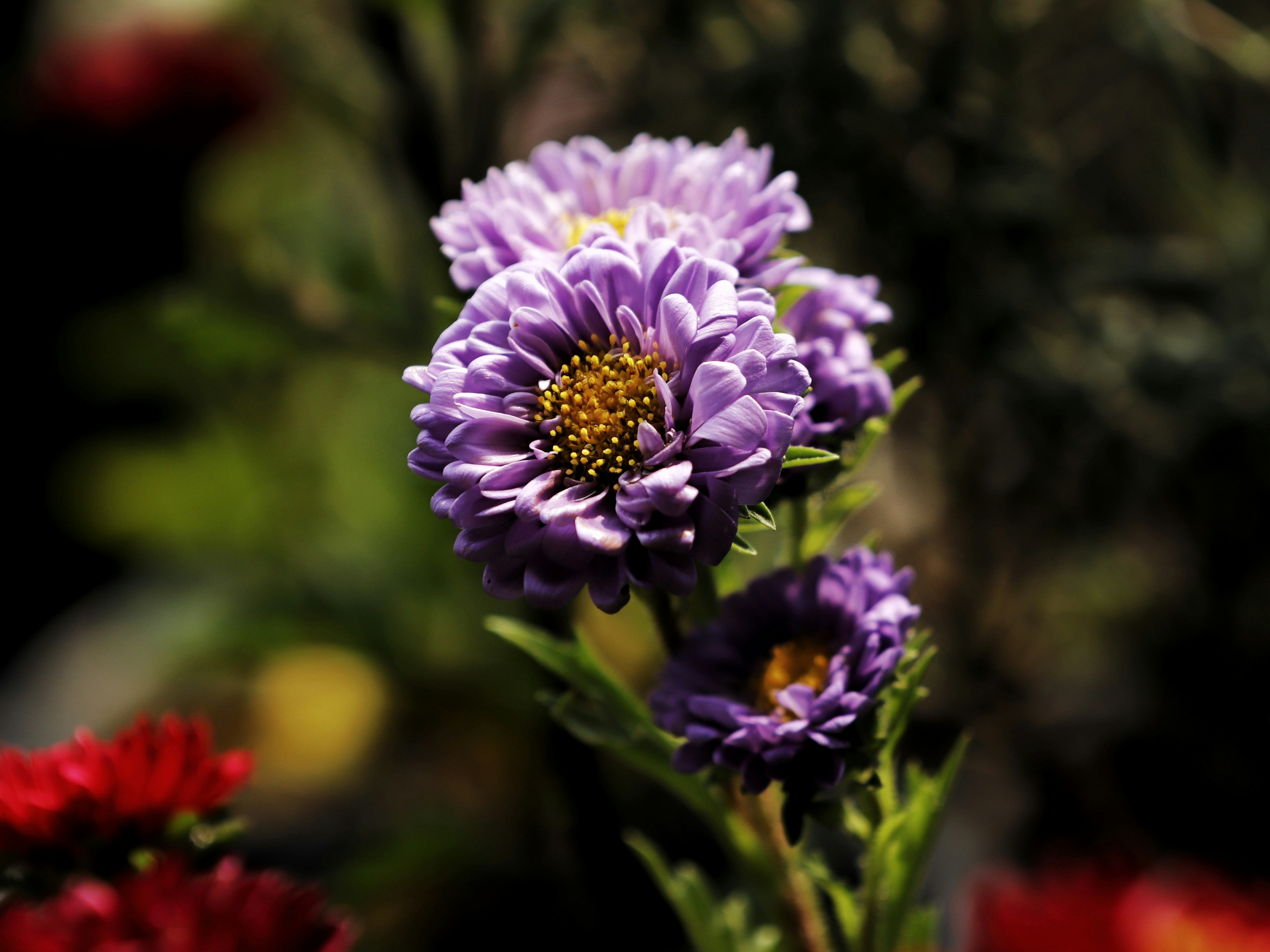 Purple Daisy in Focus: Central Bloom Against a Soft Garden Backdrop