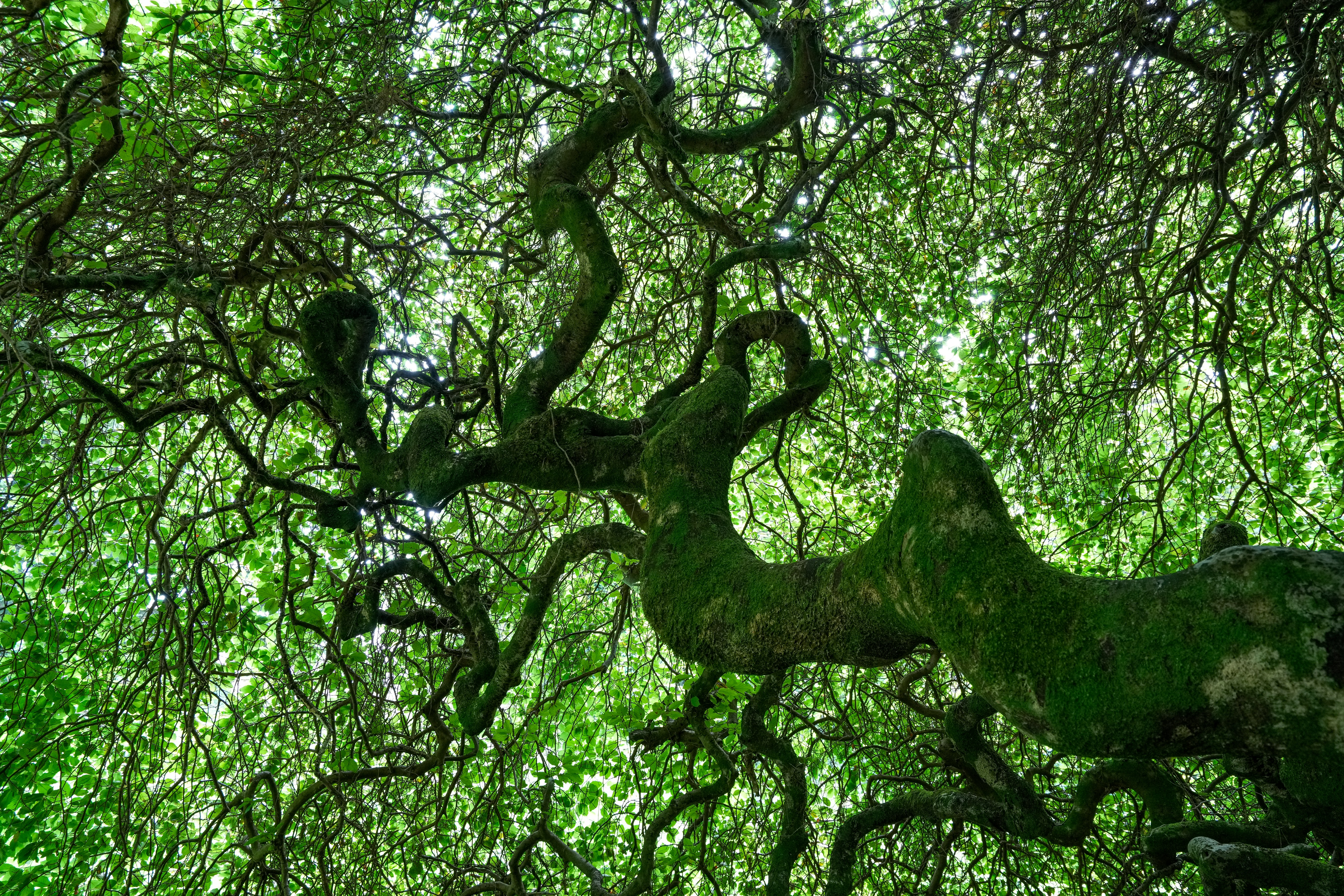 Photo by Markus Kammermann with Sony Alpha 7R V