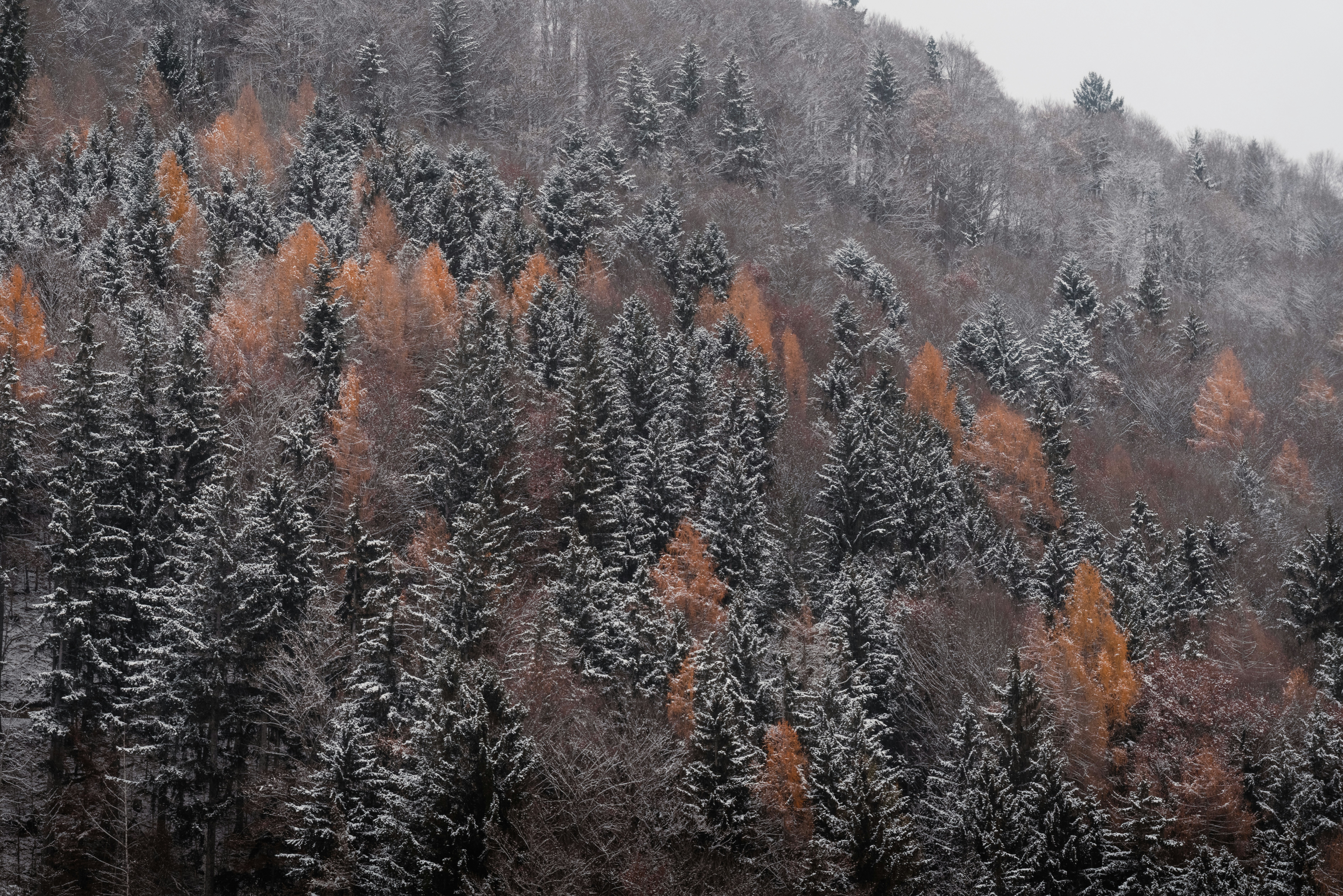 Winter Pines: Snow-dusted Pines with Copper Foliage