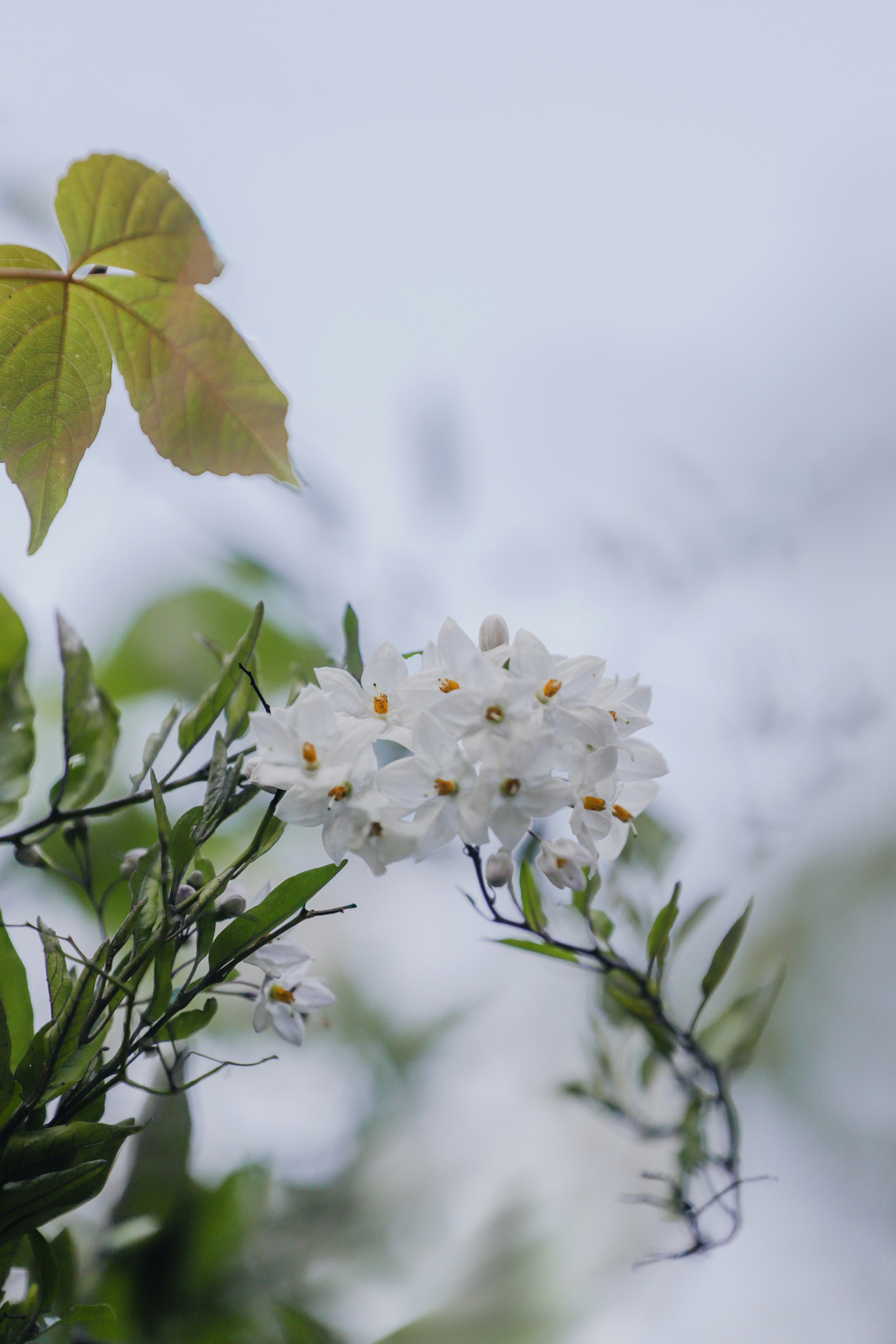 White blossoms in a soft, frost-lit garden frame