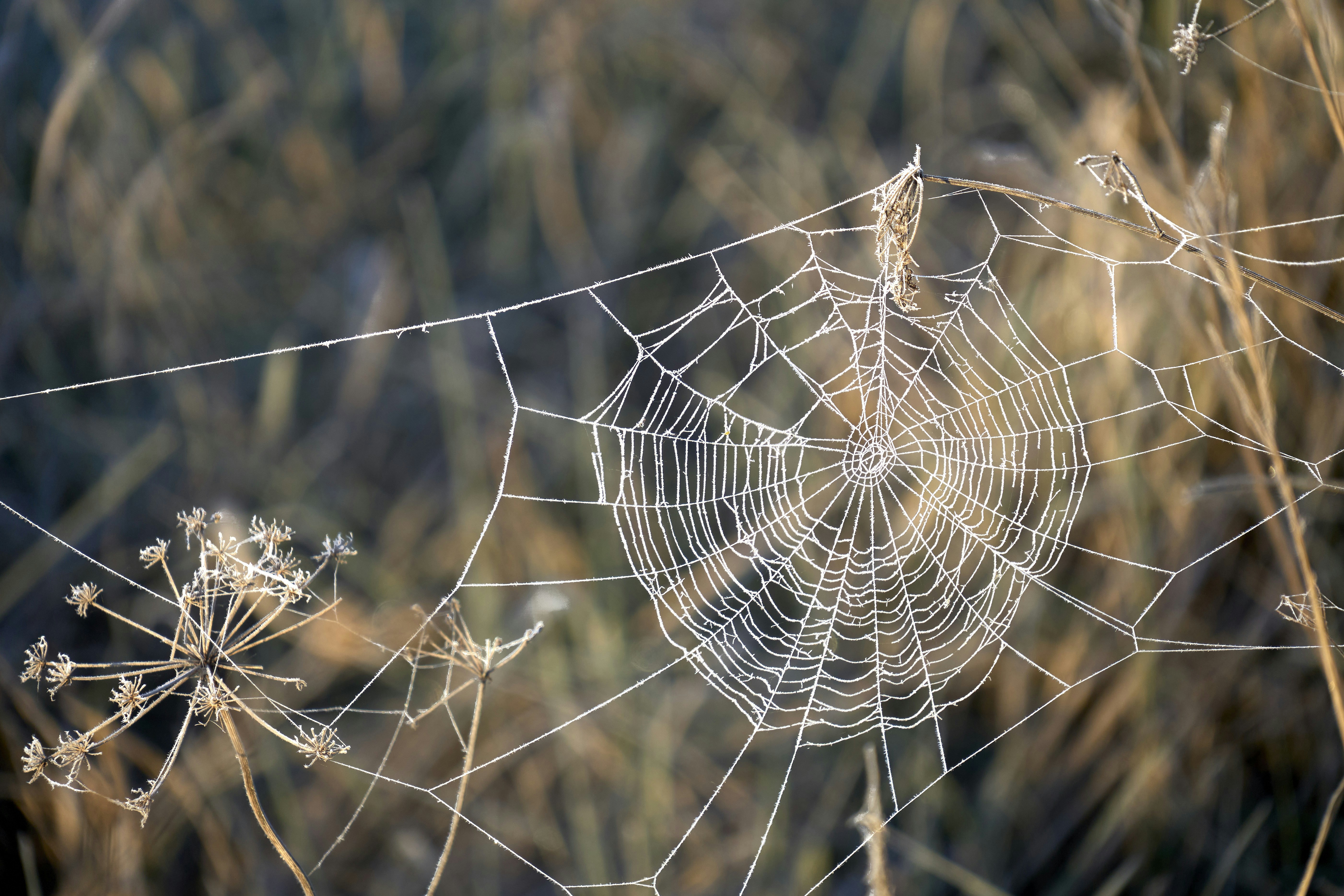 Gossamer Target: A Spider’s Web Glazed with Early Morning Dew