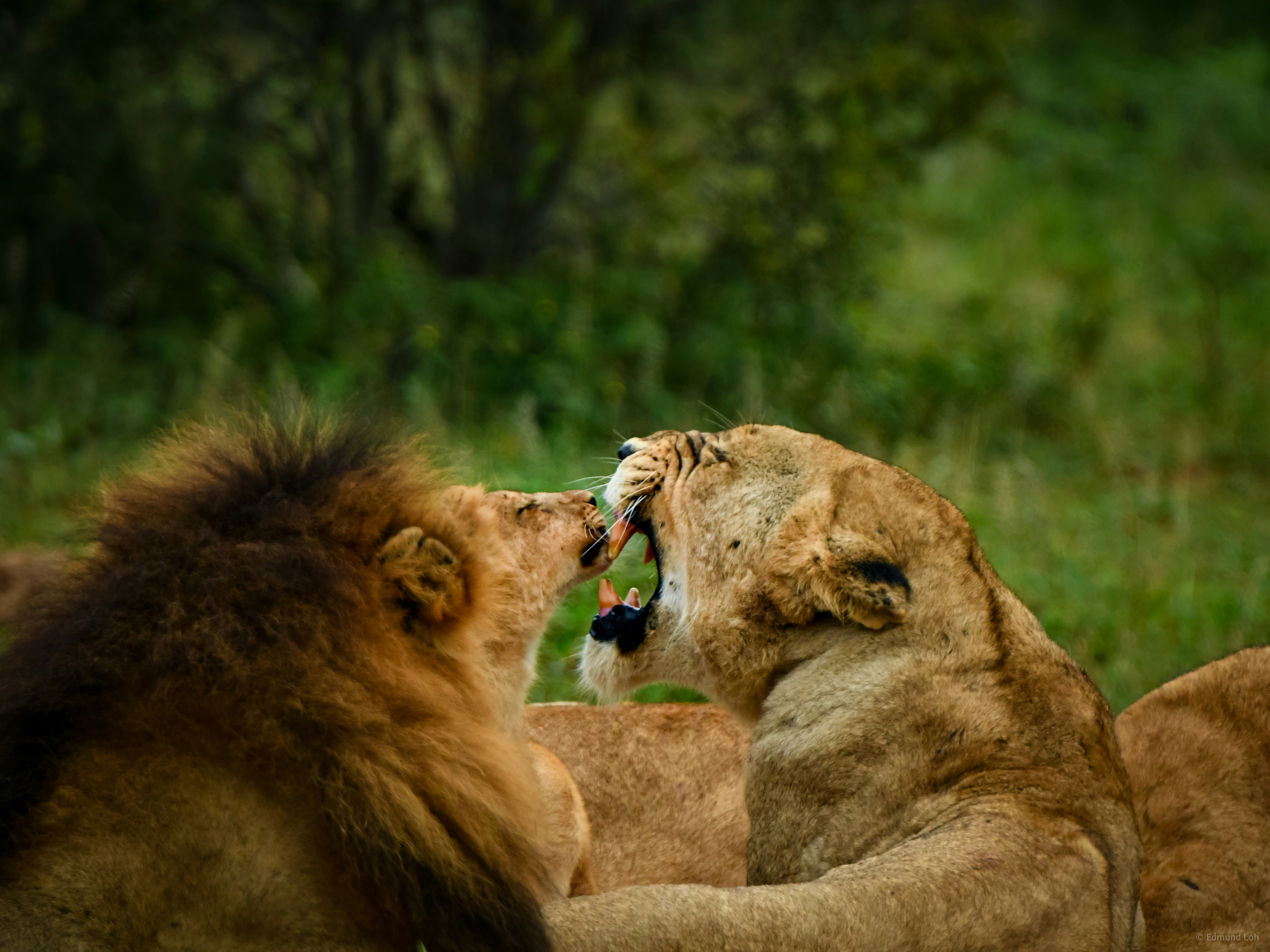 Lions in a Close Quarrel: A Tense Moment of a Pair Nearing Agreement