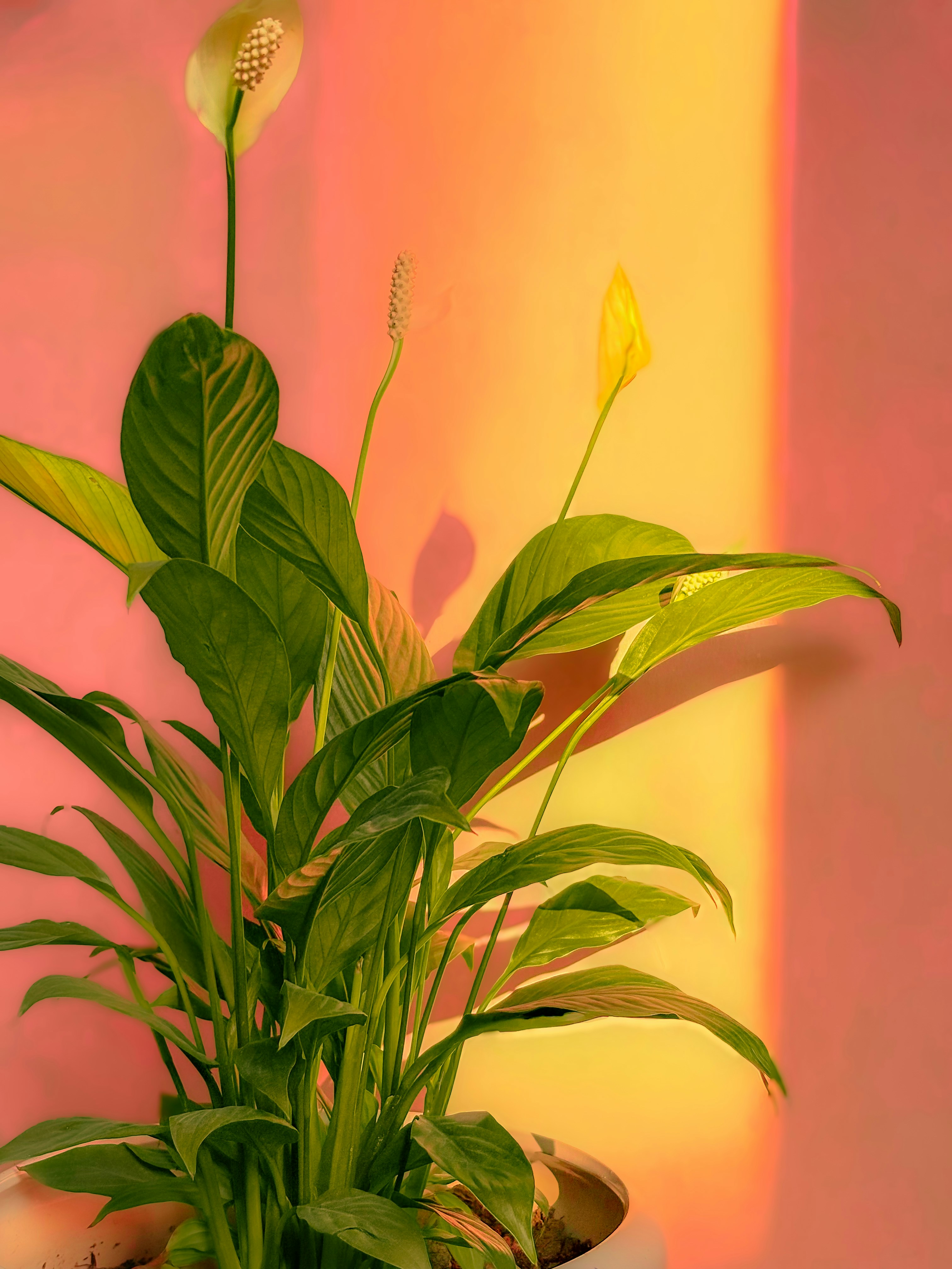 Photo by Sehaj #14 with Apple iPhone 16