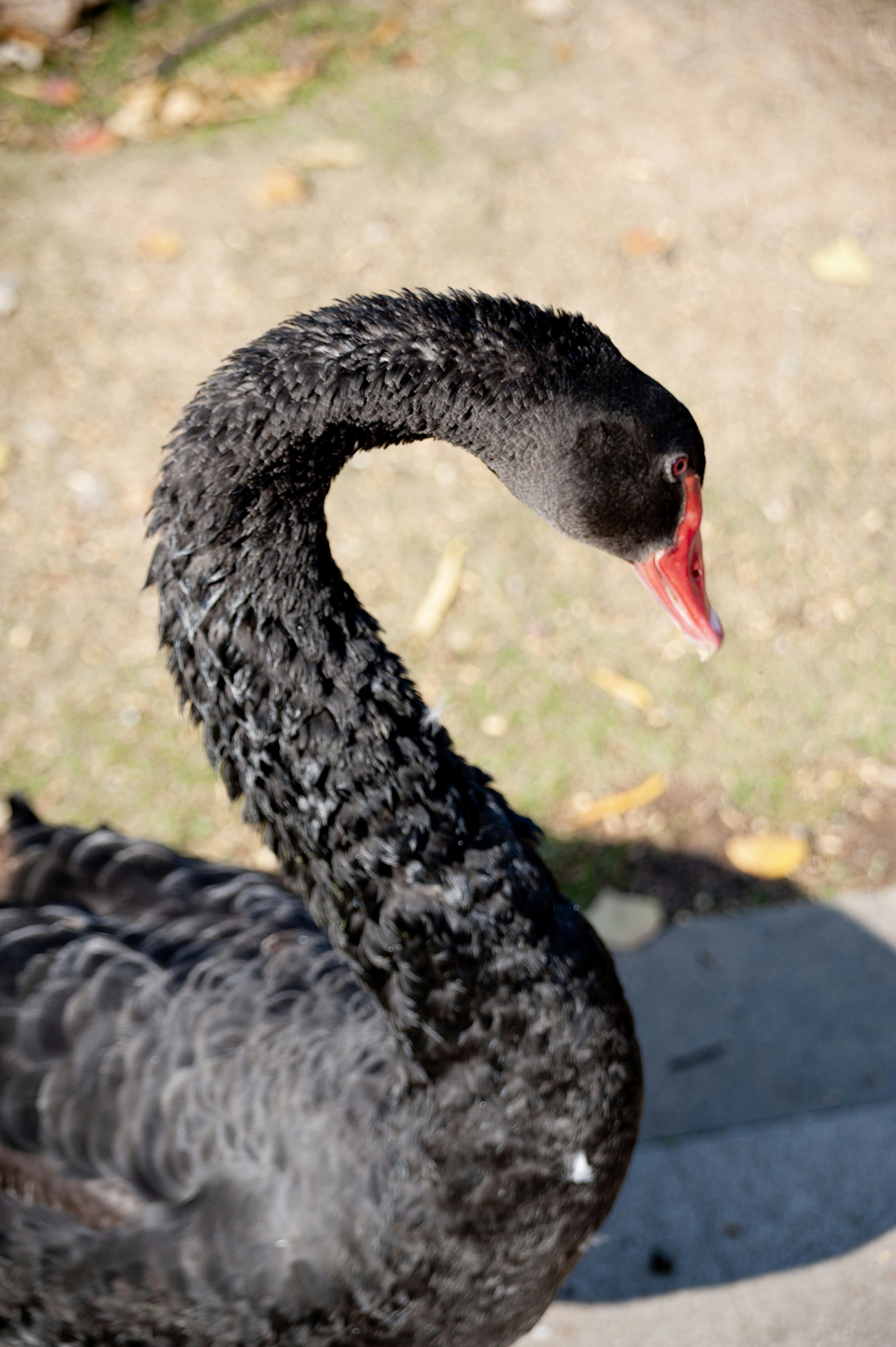 Black Swan in Focus: Graceful S-Curve Against Sunlit Path