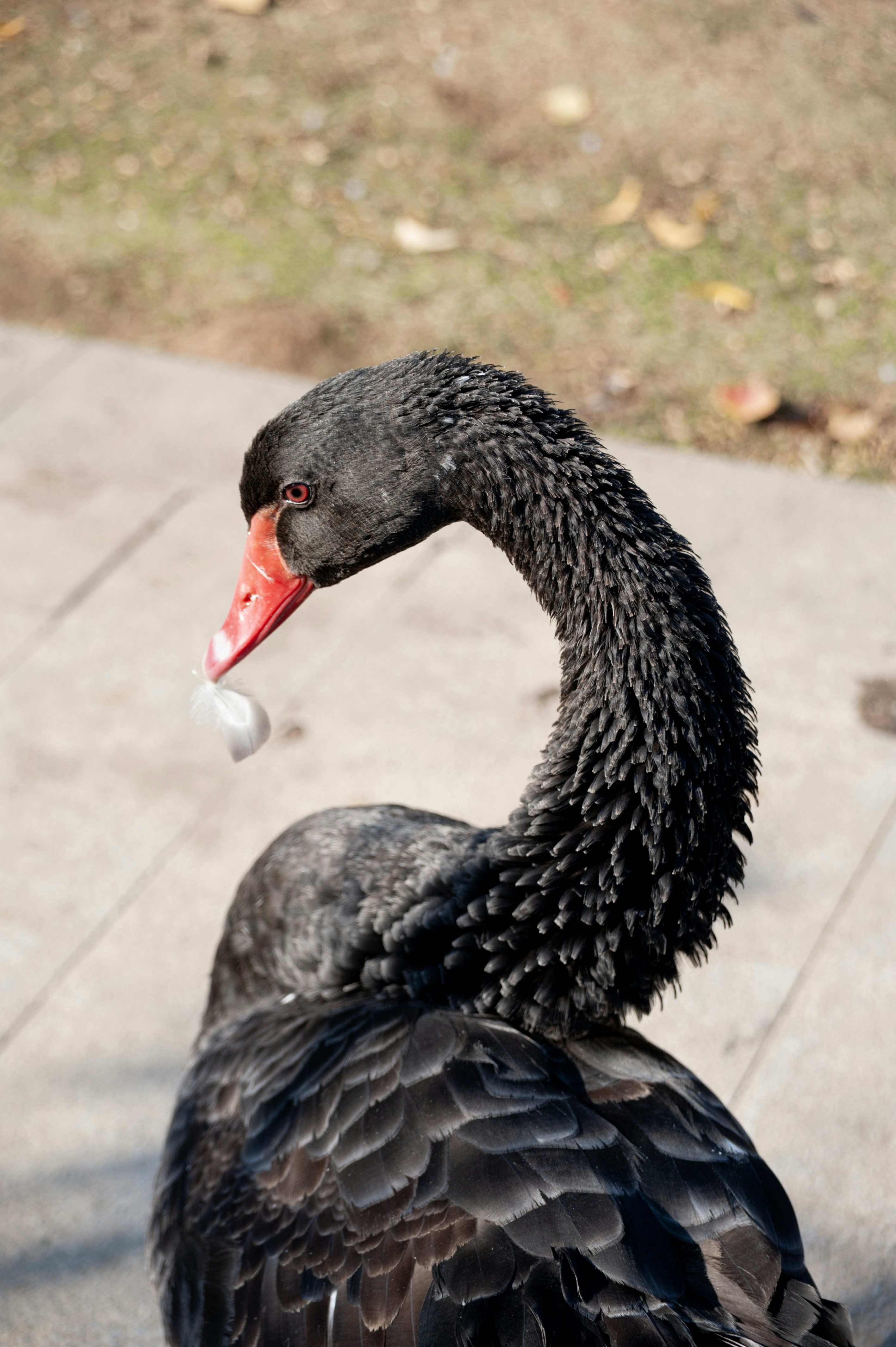 Sculpted Neck Portrait of a Black Swan with a Droplet on a Crimson Beak